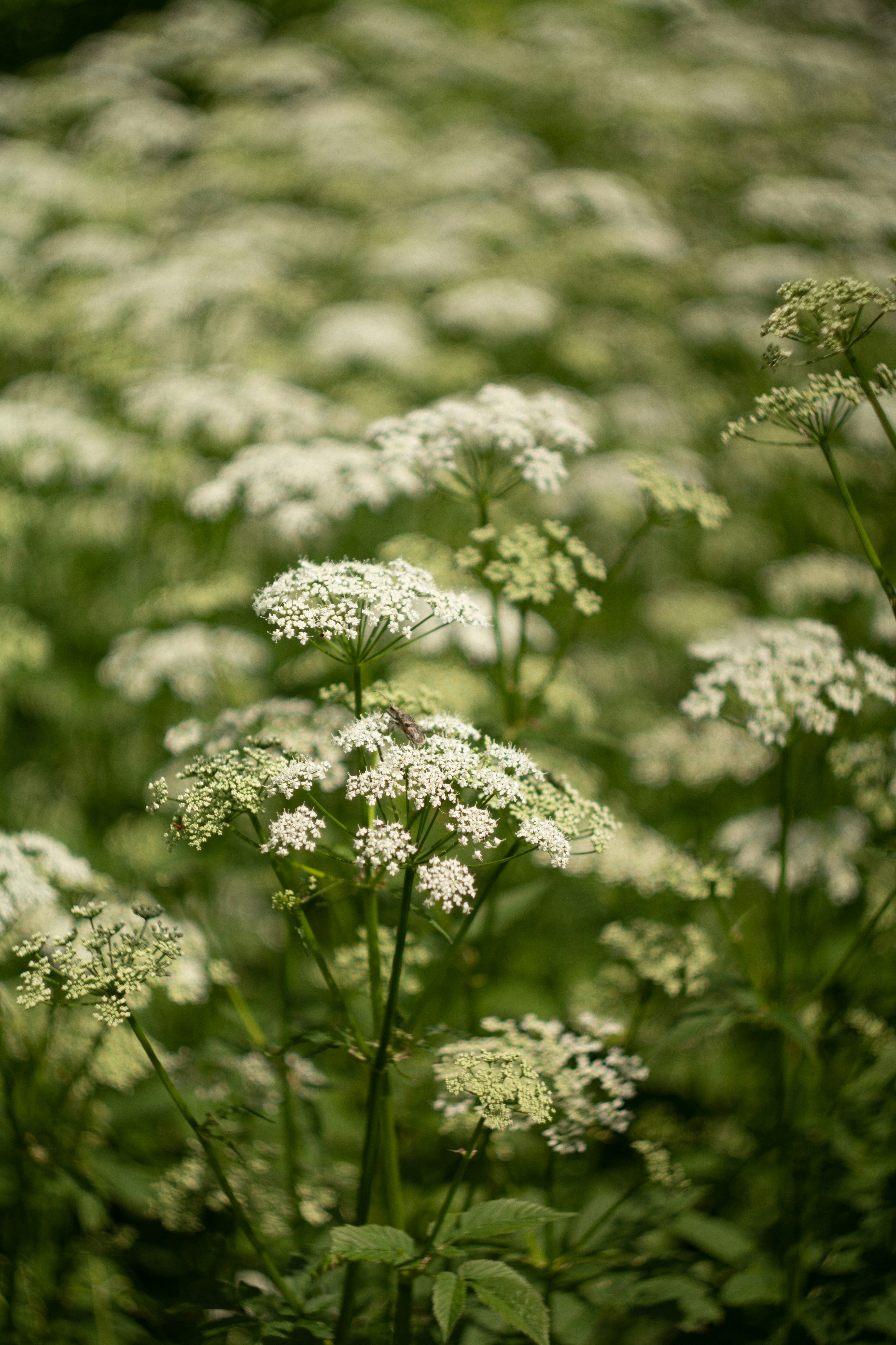 Queen Anne’s Field: White Umbels Rising Through Green Blur