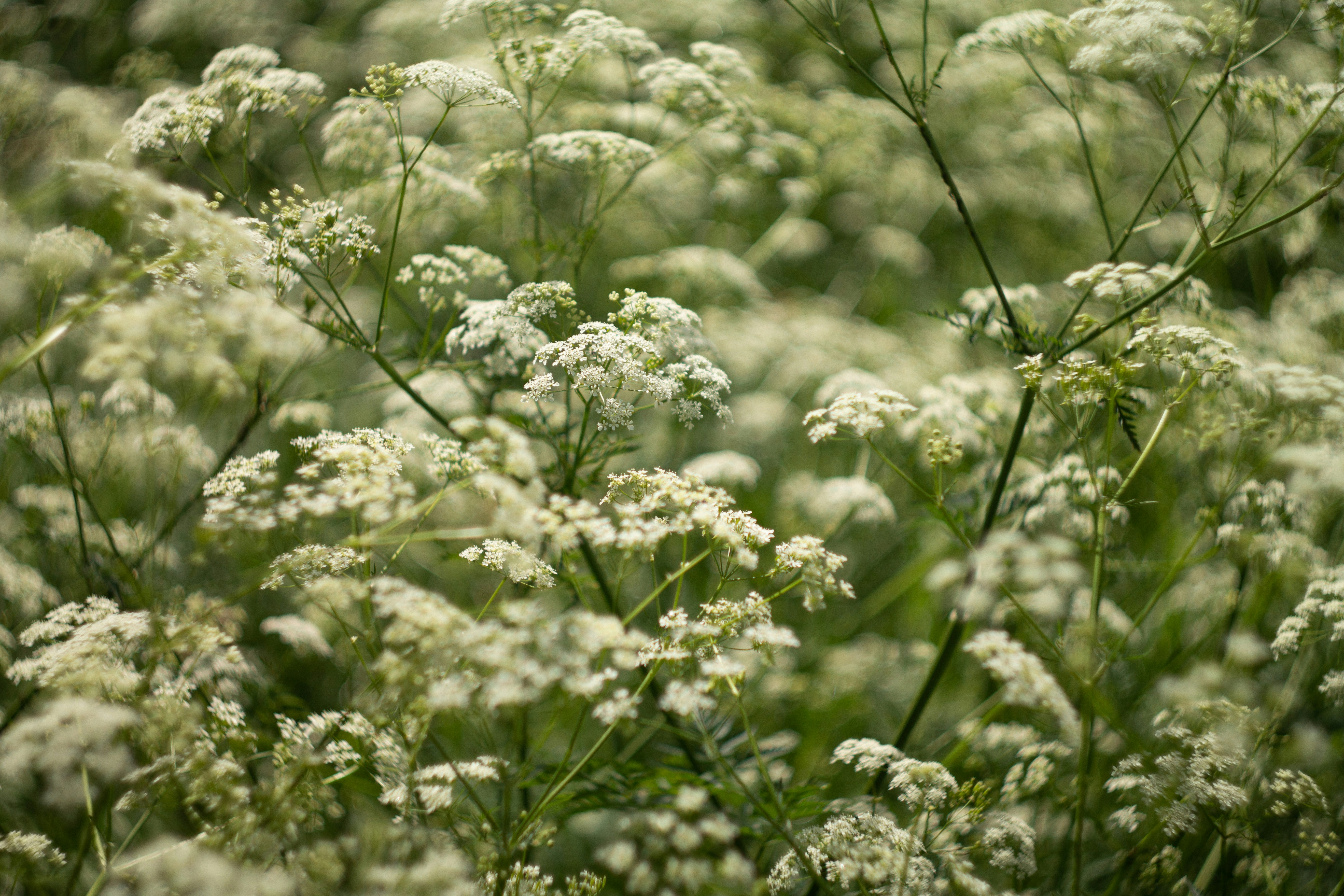 Lens: Helios 44-3
