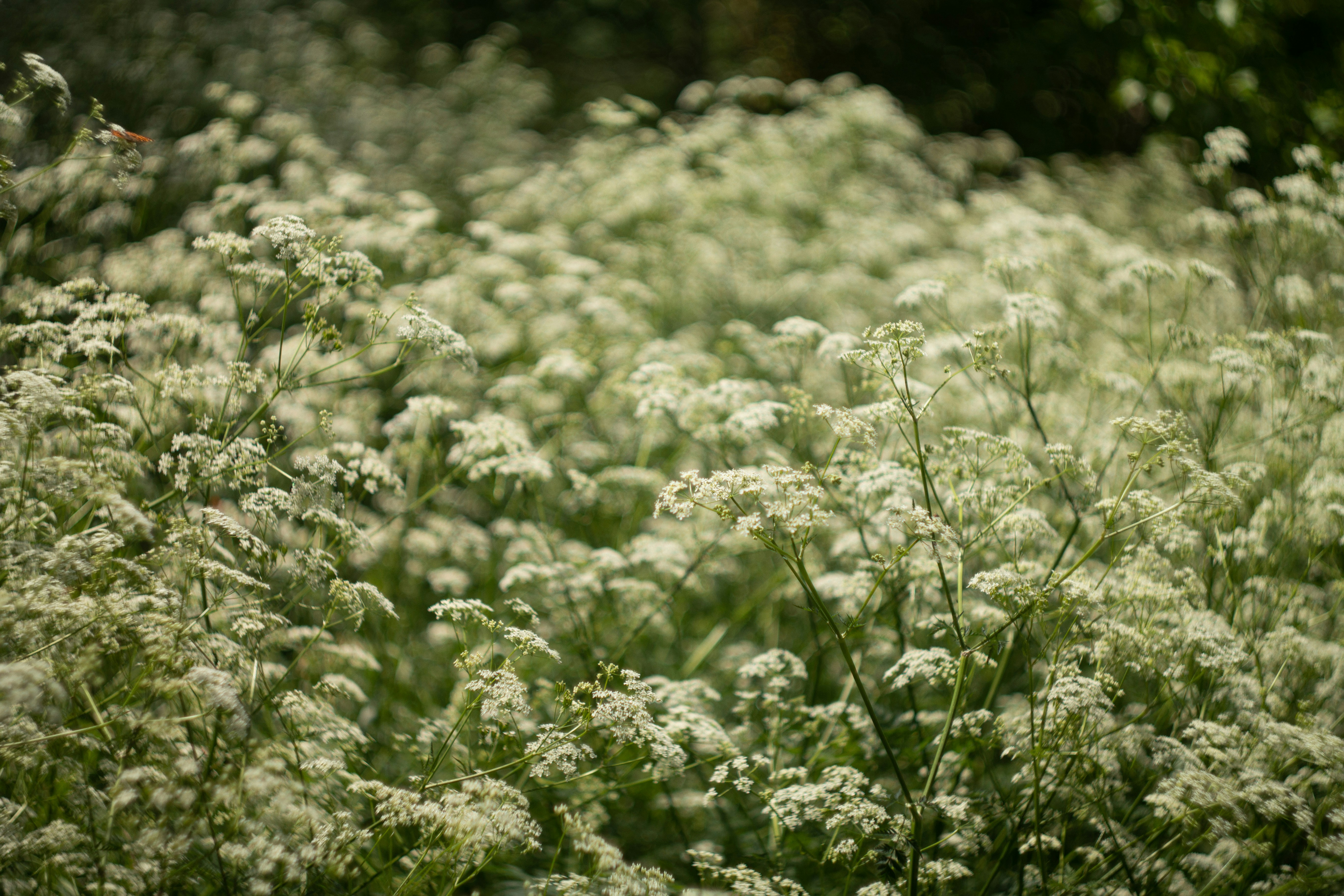 Whispers of White: A Sea of Wildflowers in Soft Focus