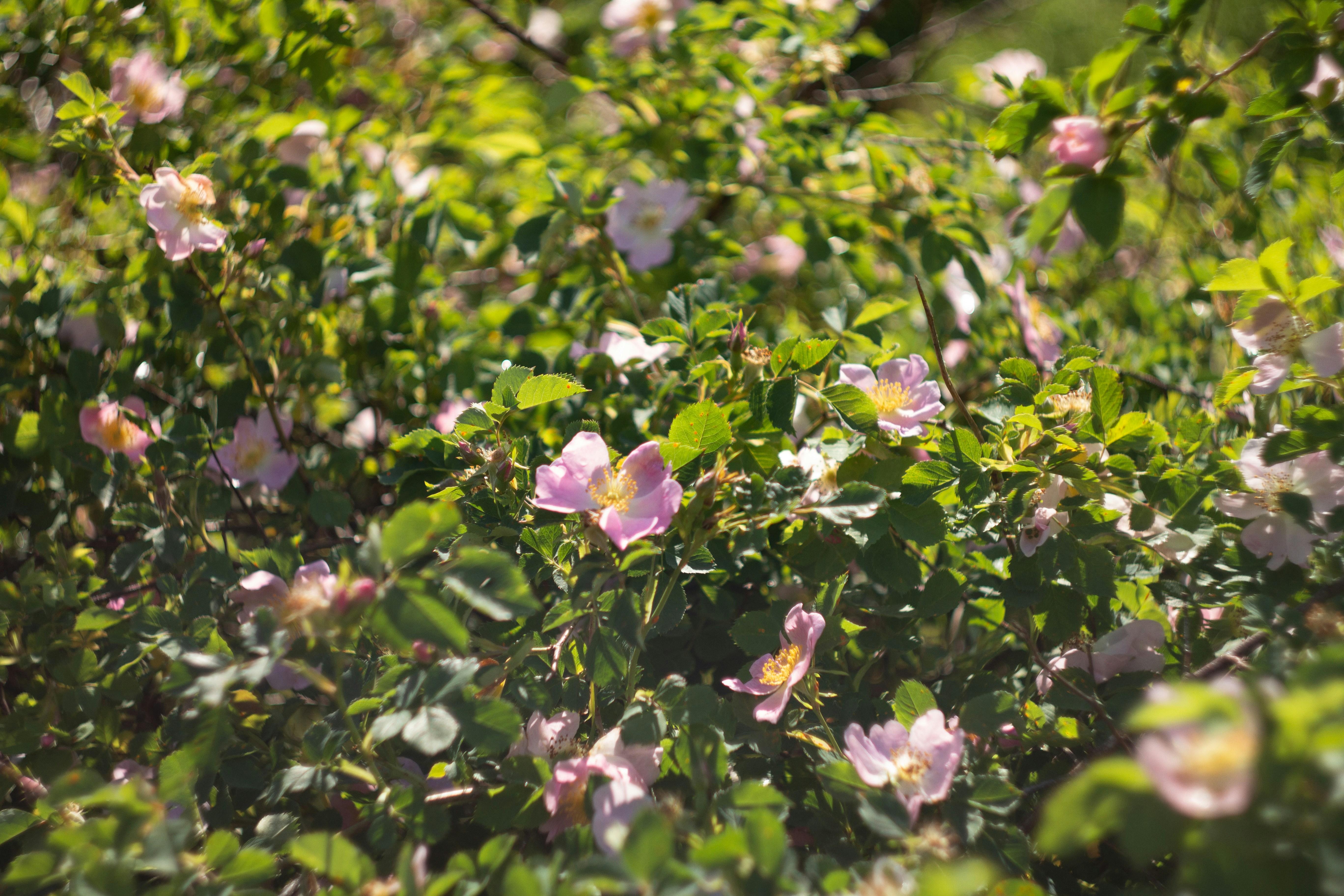 Pink blossoms glow through a sunlit thicket of green leaves