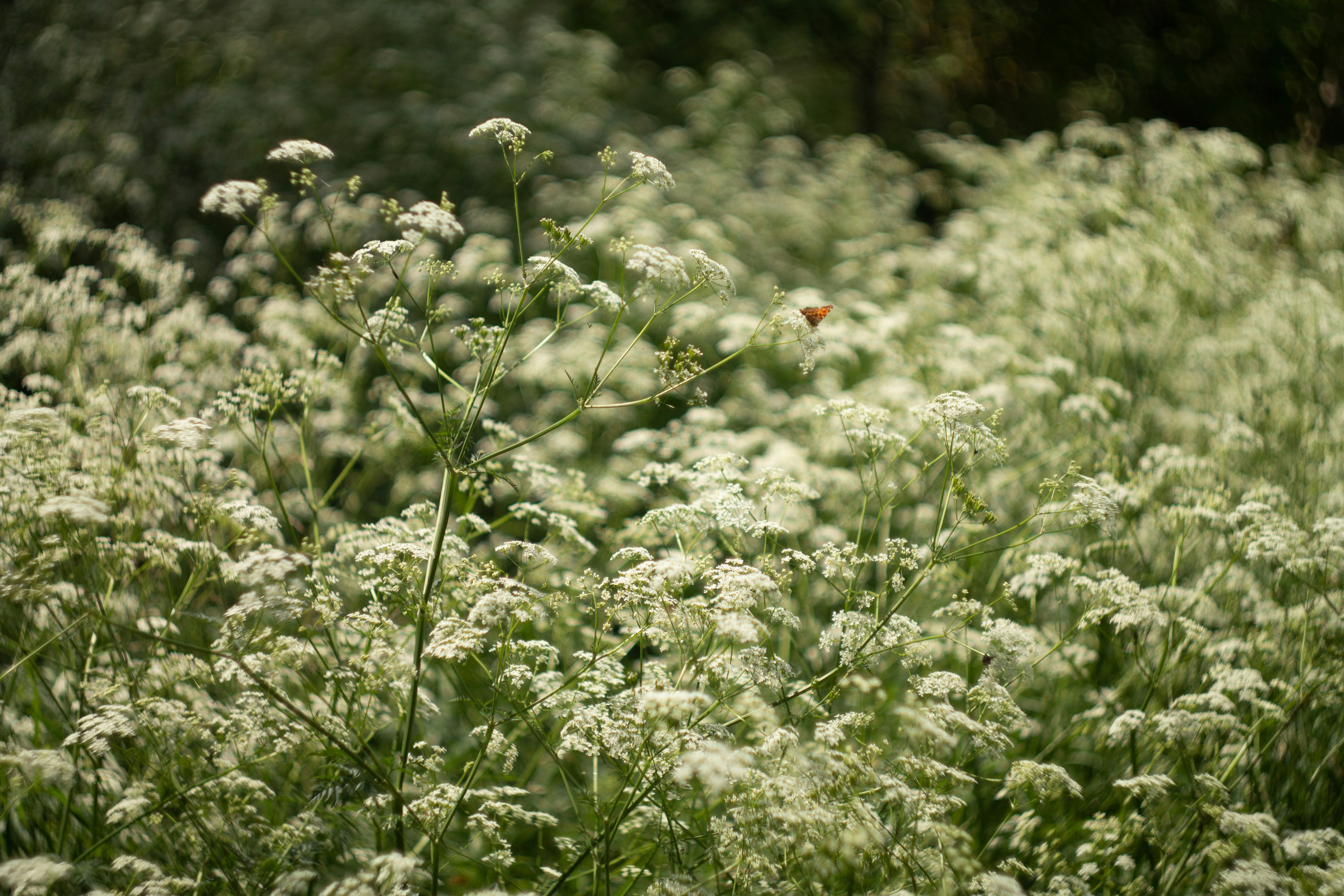 Whispers of Wildflowers: A Field of Ghostly White Blossoms