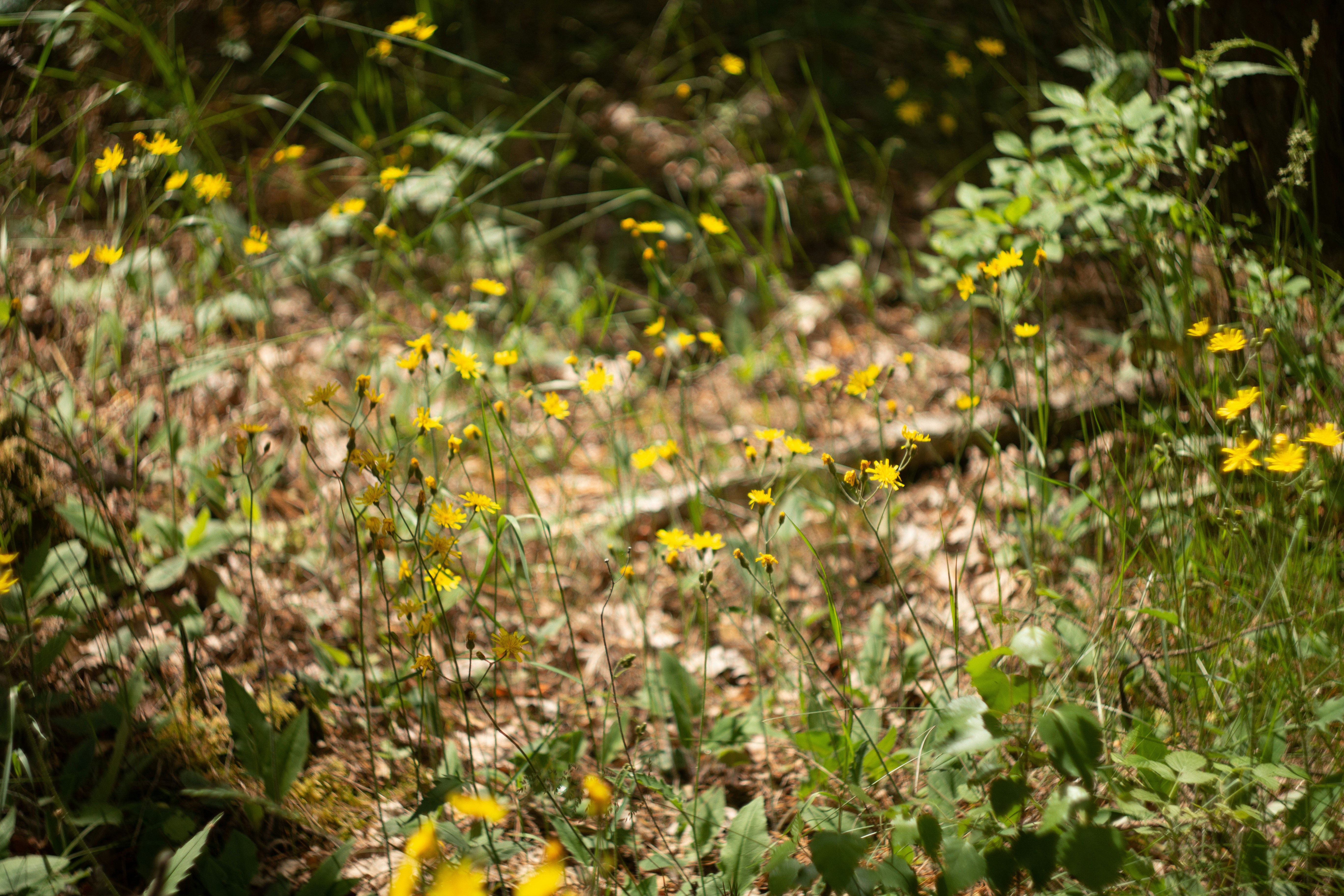 Lens: Helios 44-3