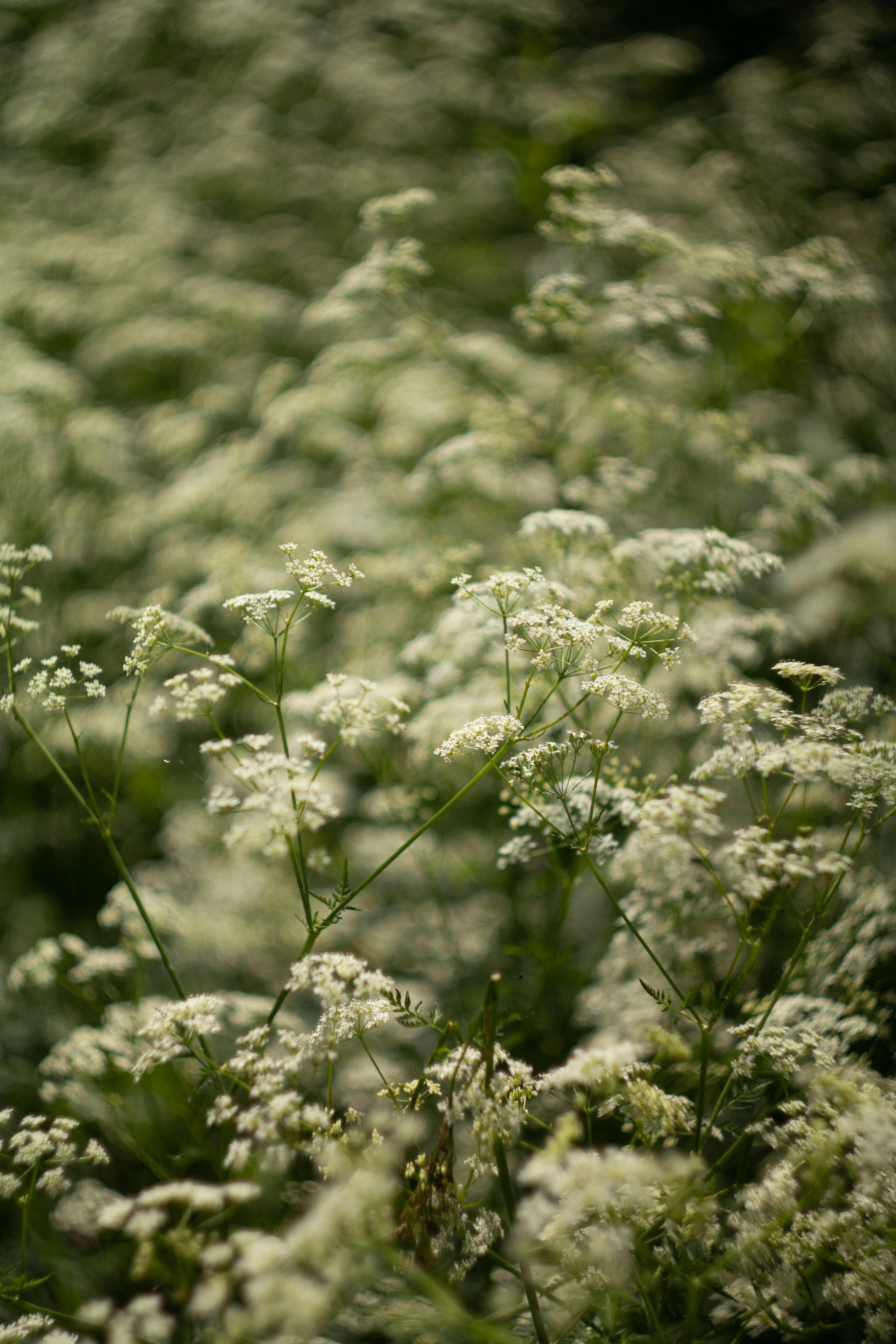 Field of Quiet White: Delicate Umbels in Soft Focus