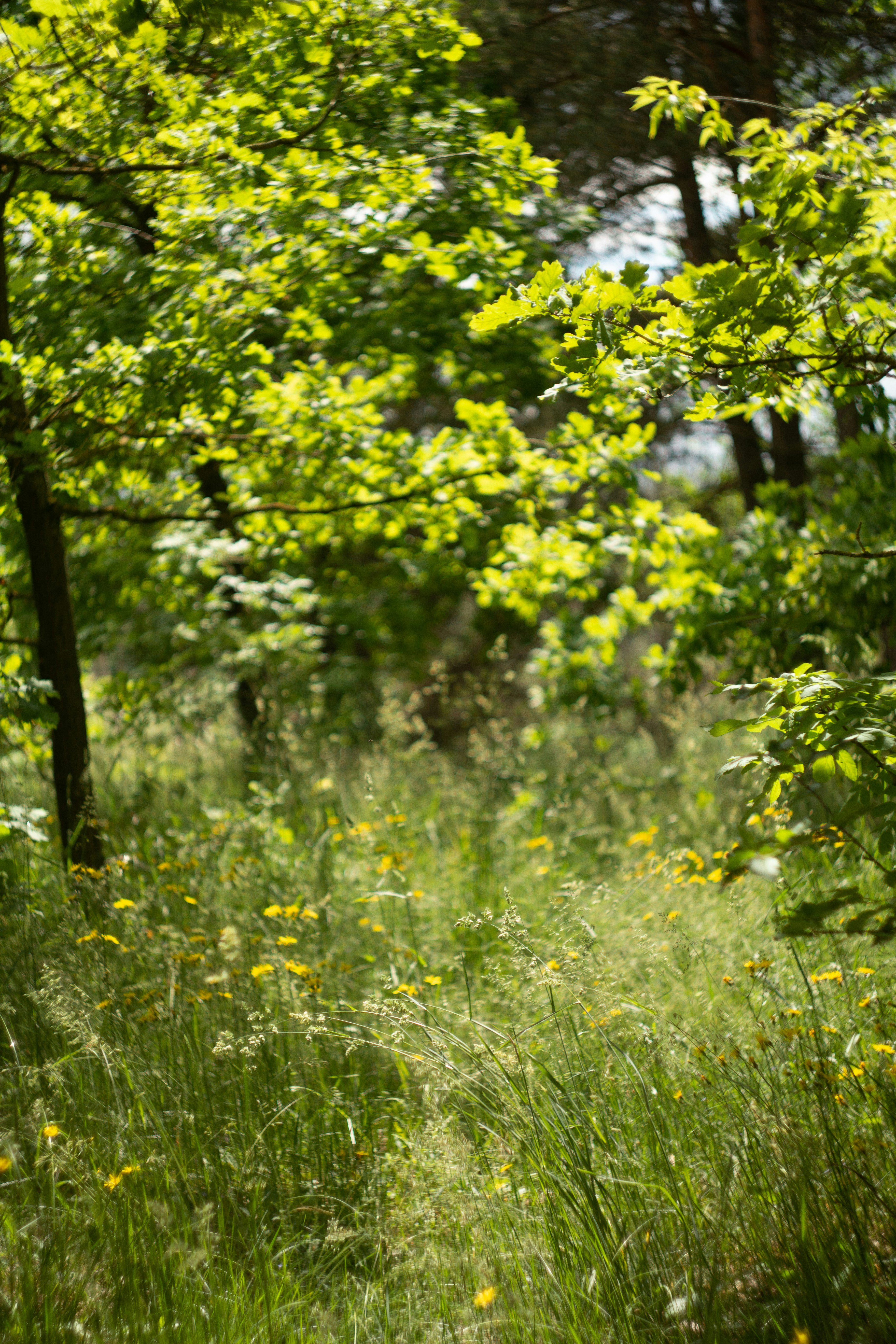 Sunlit Green Corridor Under a Canopy of Leaves