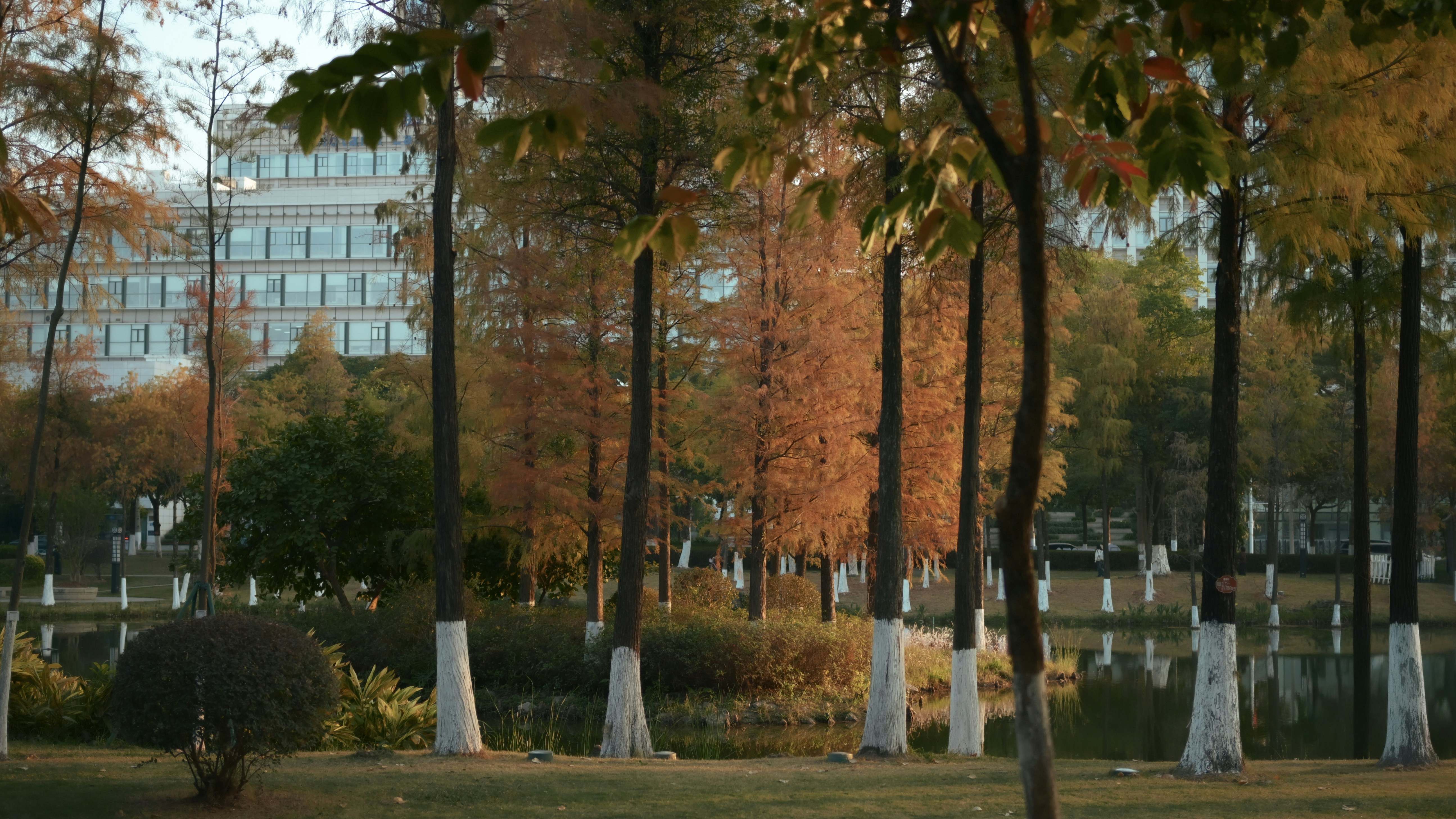 Autumn Avenue: Trees Framing a Calm Campus Pond