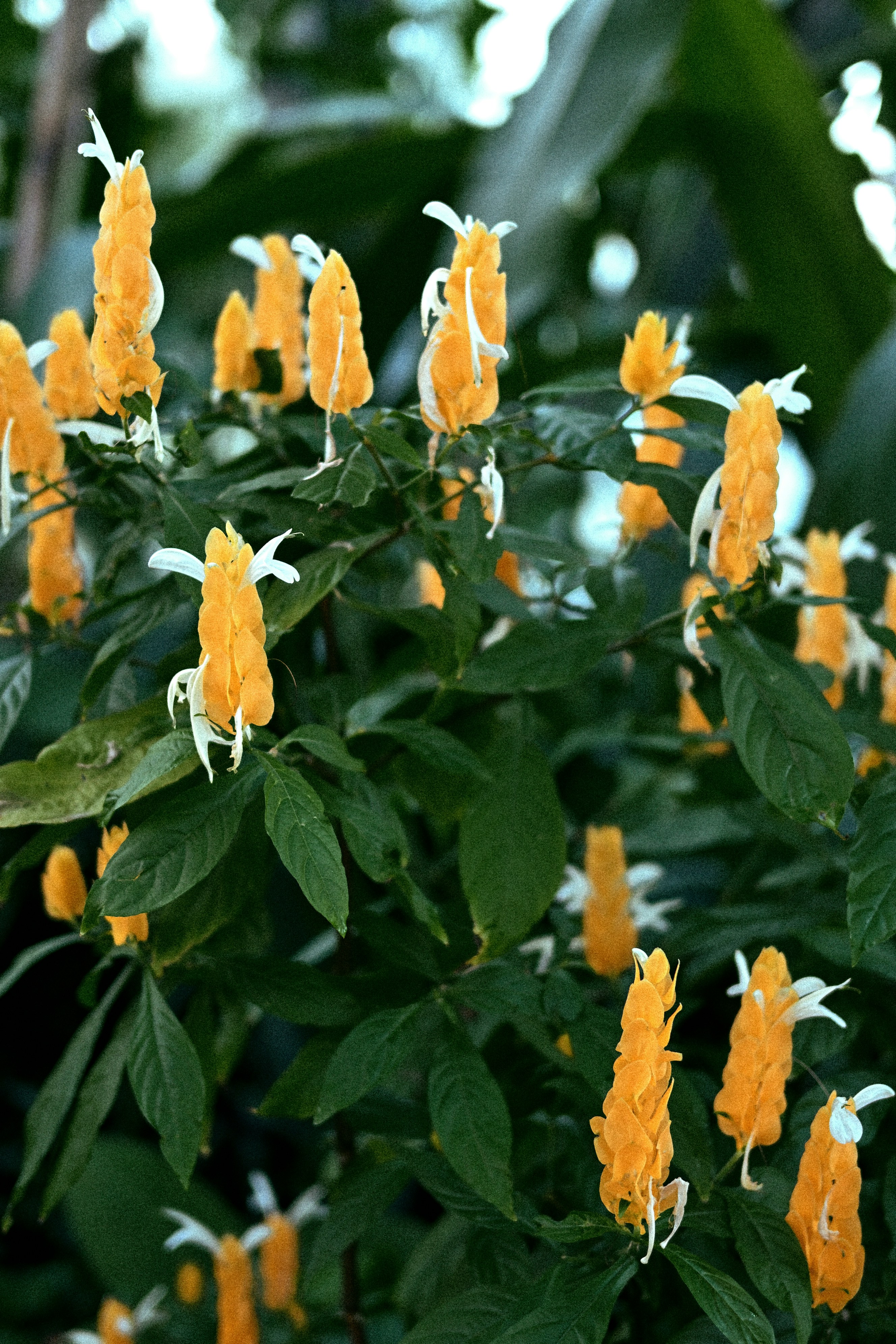 Golden Candles in a Green Haven
