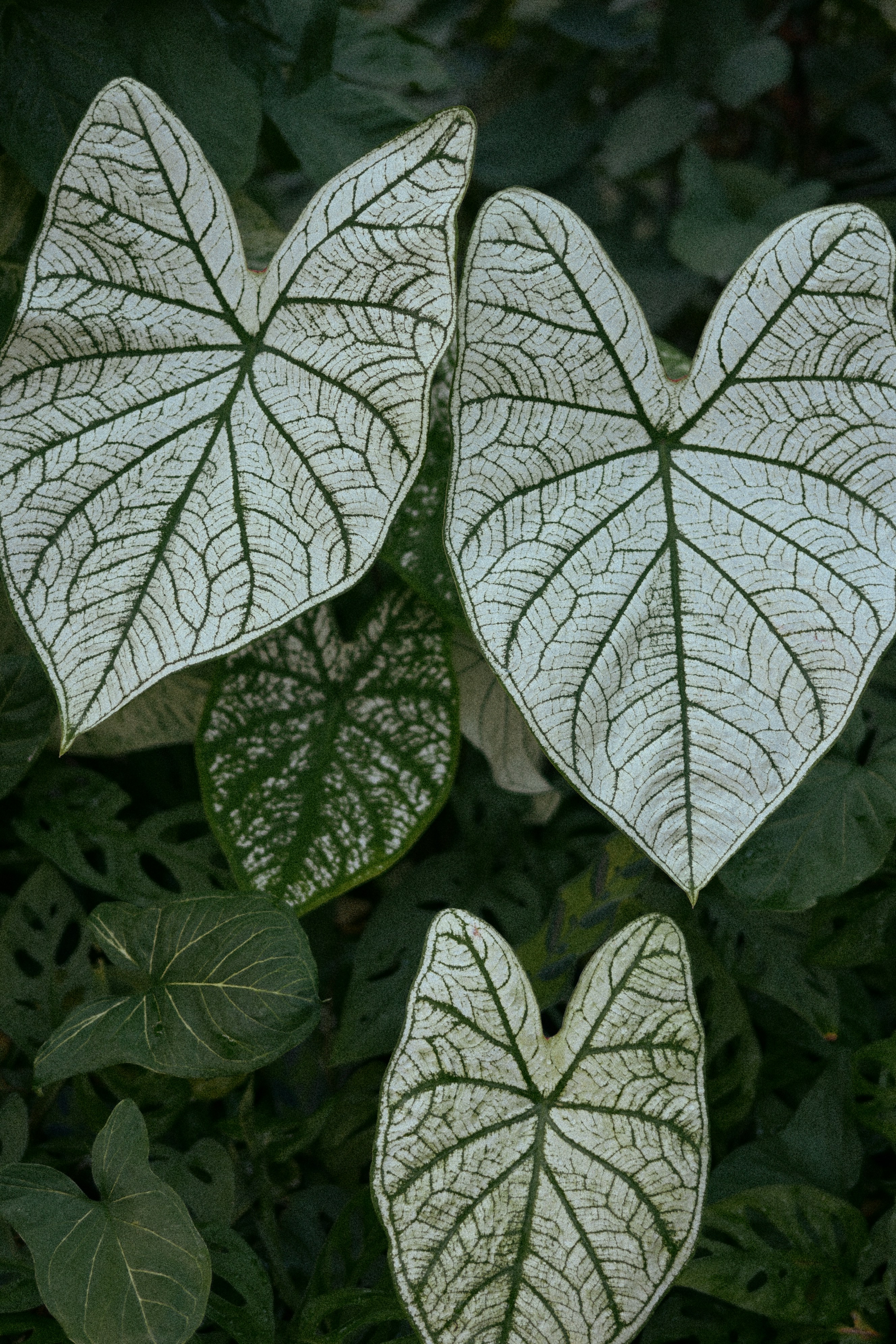 Veins of White Heart Leaves: intricate lacework on a shadowed vine