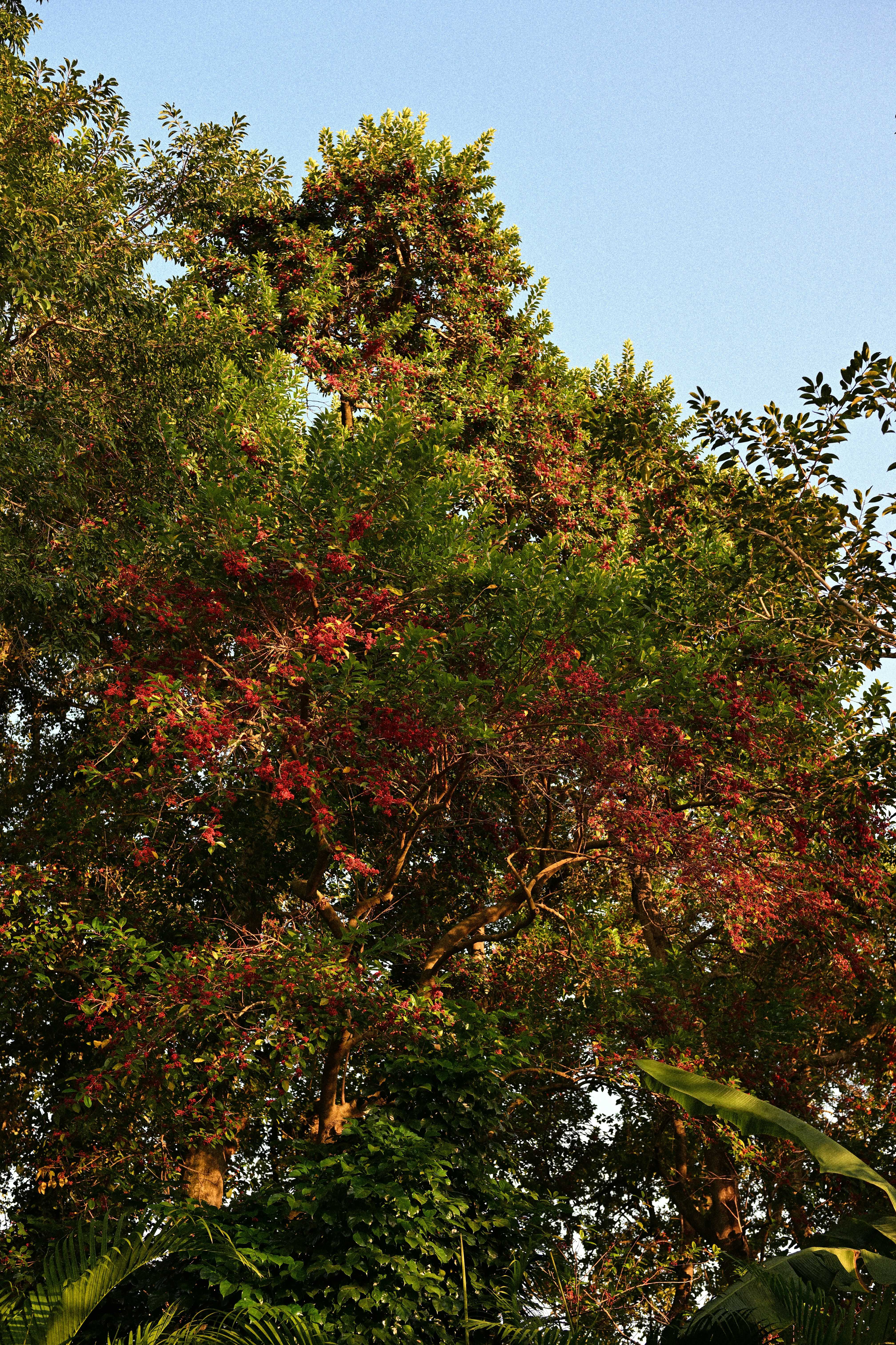 Branching Bloom: A Canopy of Color Under a Clear Sky