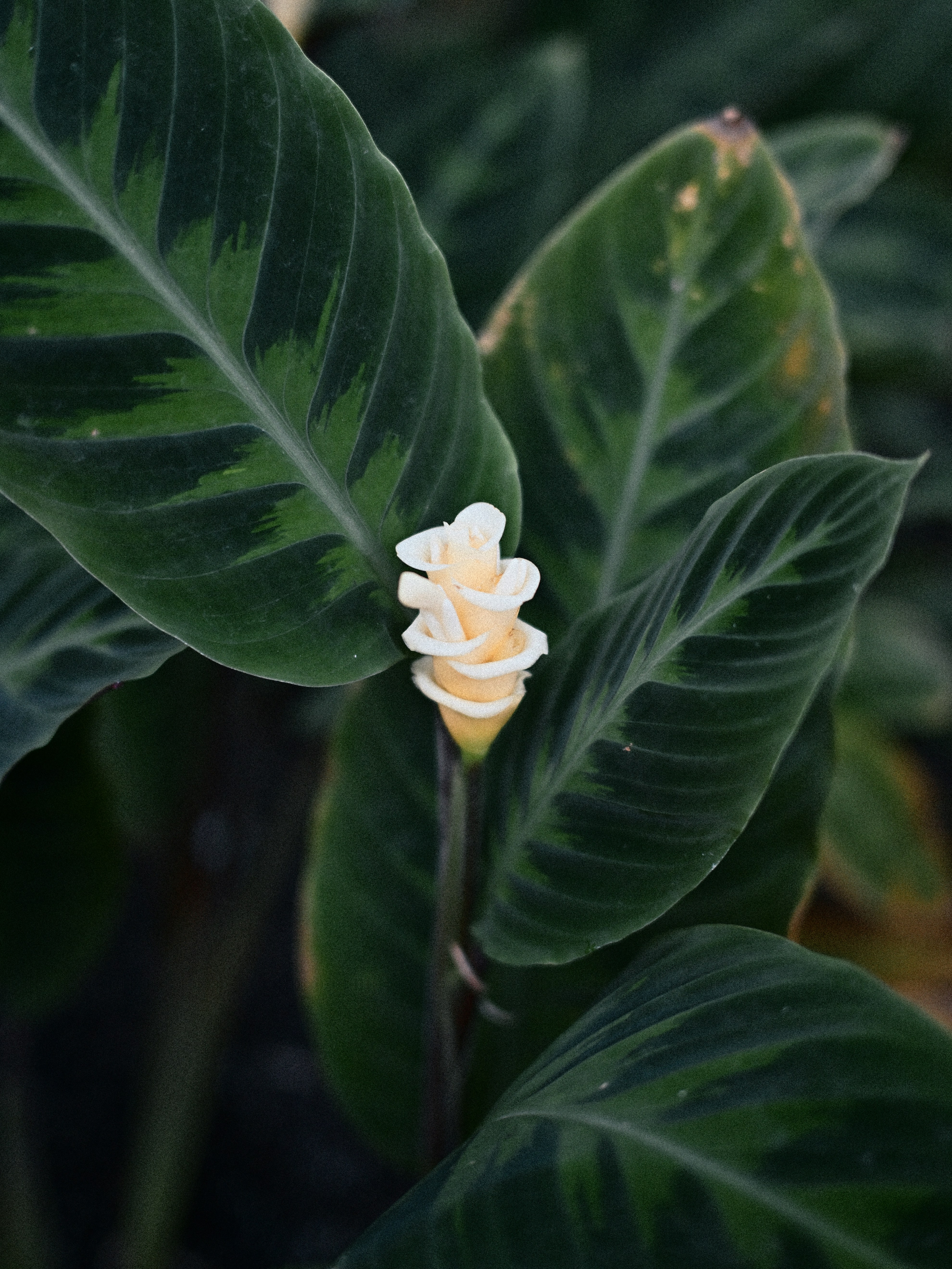 White Spiral Blossom Rests Between Dark Tropical Leaves