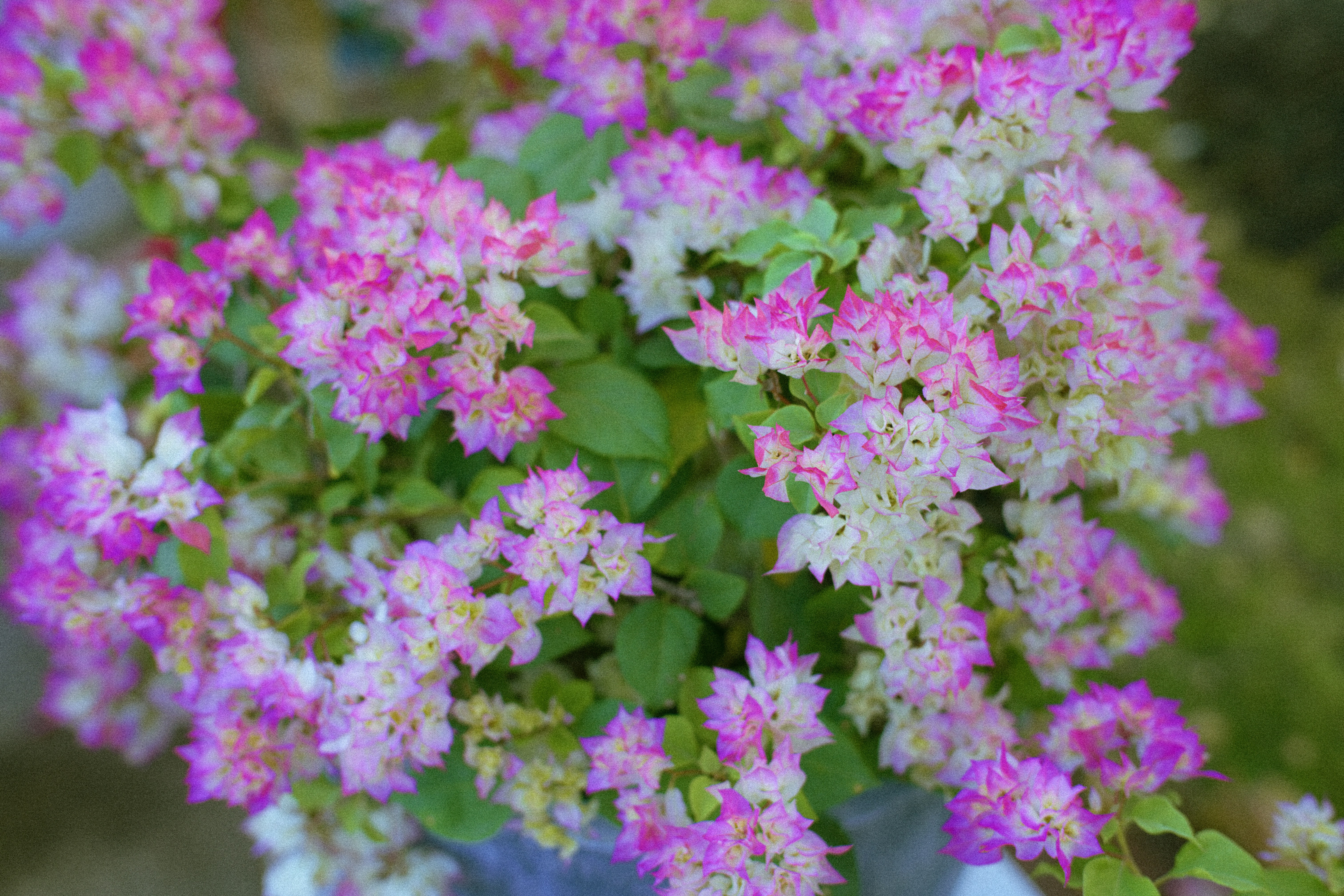 Pink and White Hydrangea Cluster Against Soft Garden Linen