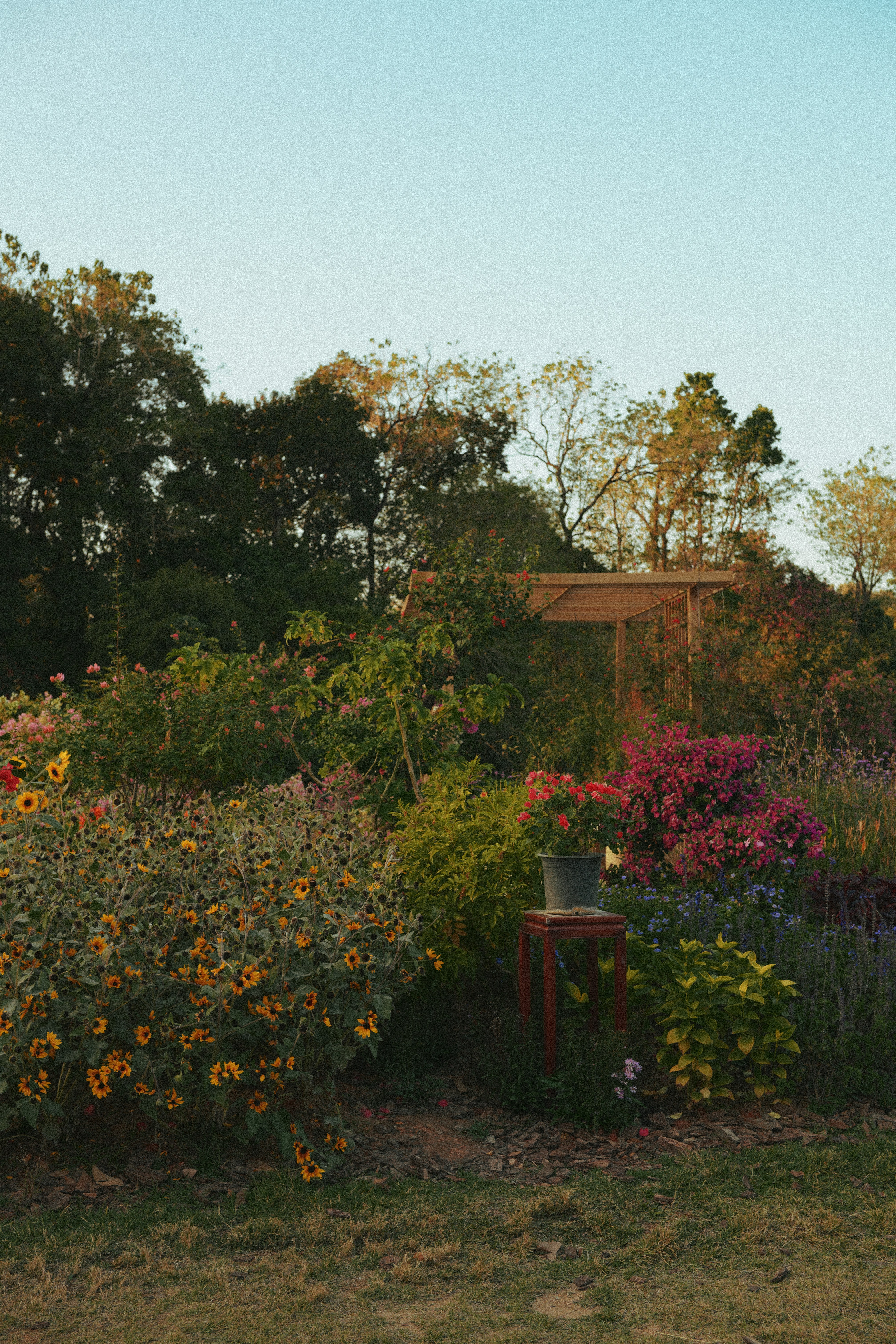 Garden in Bloom Under a Tranquil Sky