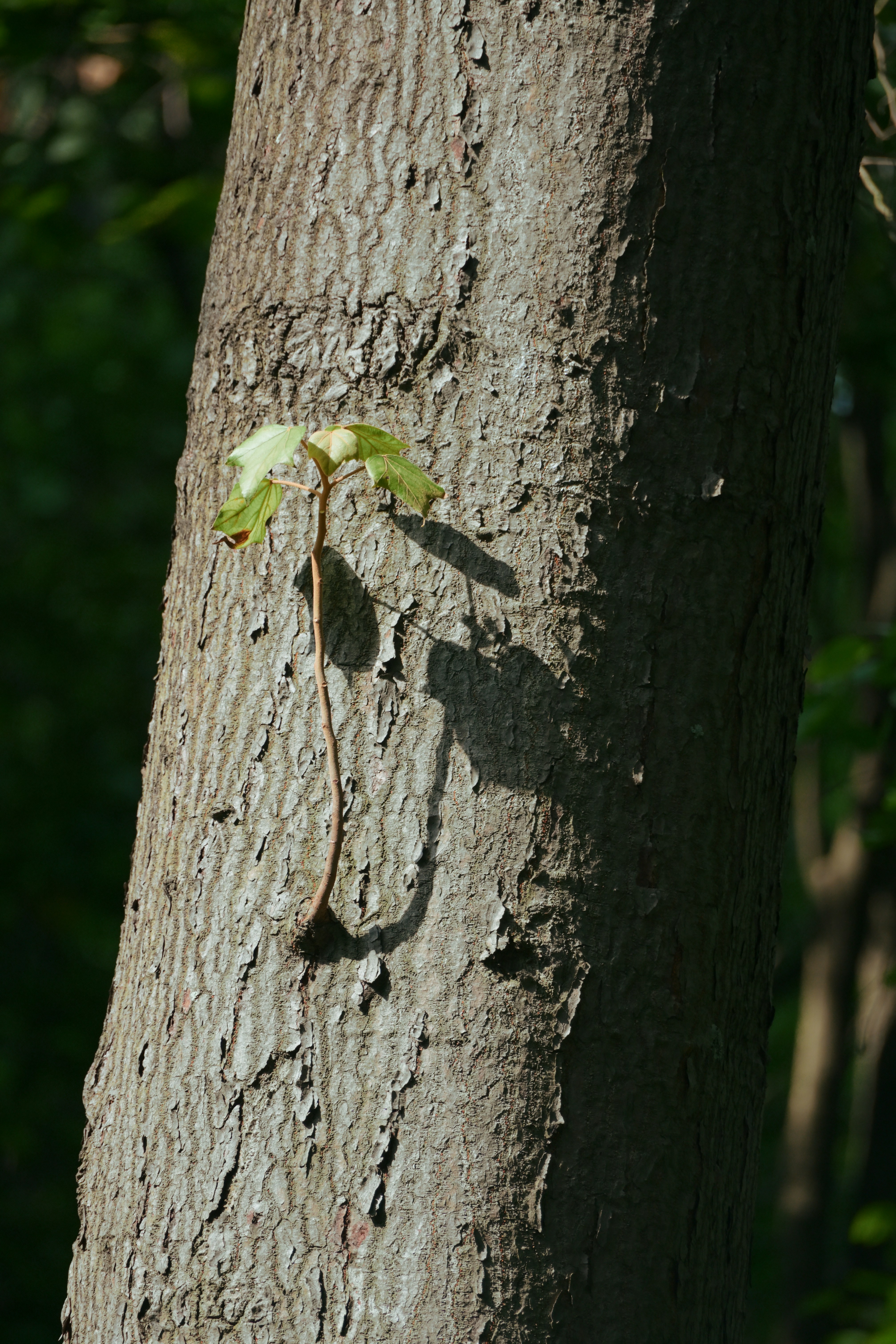 A Young Vine Clings to Oak: Gentle Green Sparks Against Bark