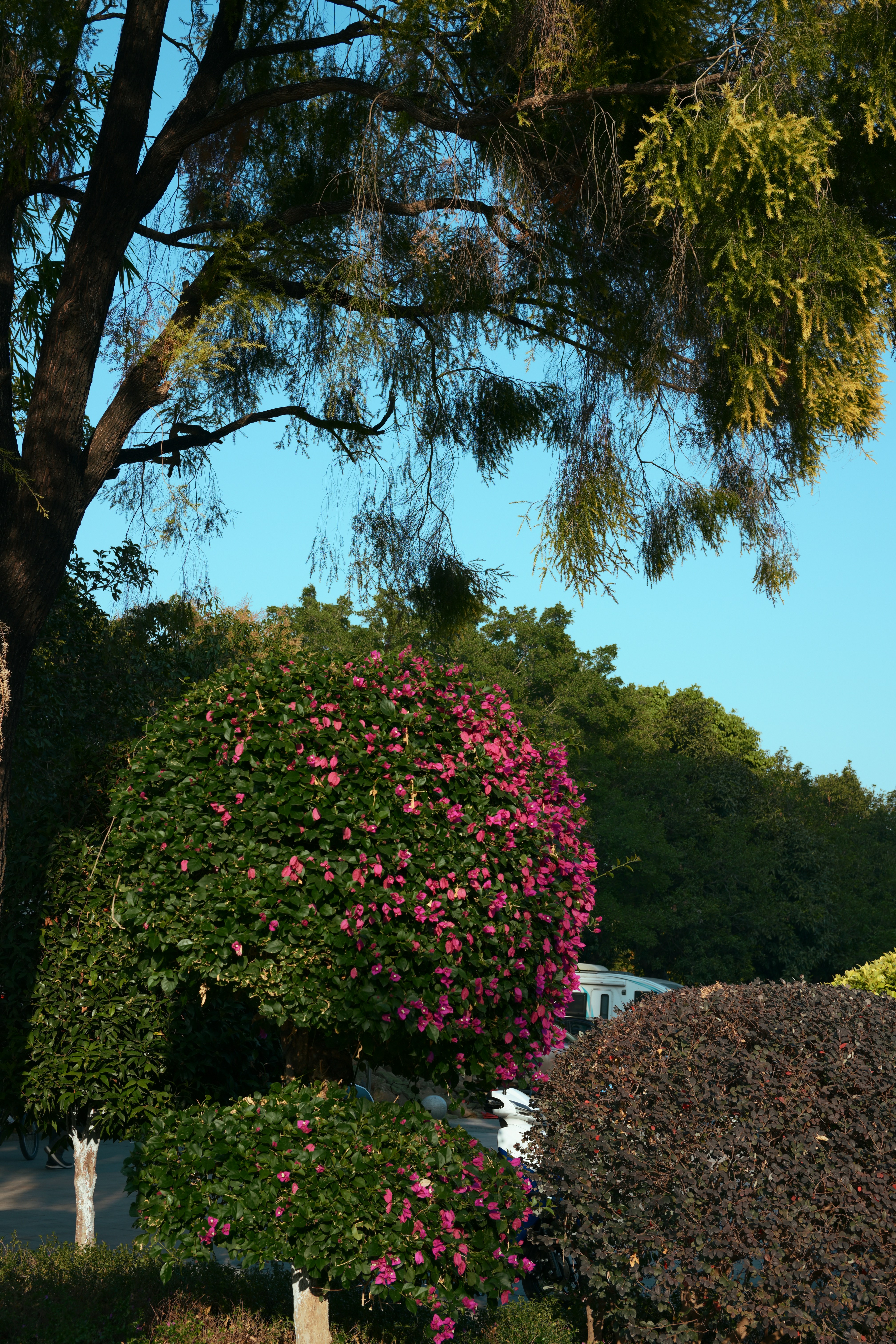 Blossoming Boulevards: A Carved Pink Canopy Against a Clear Blue Sky
