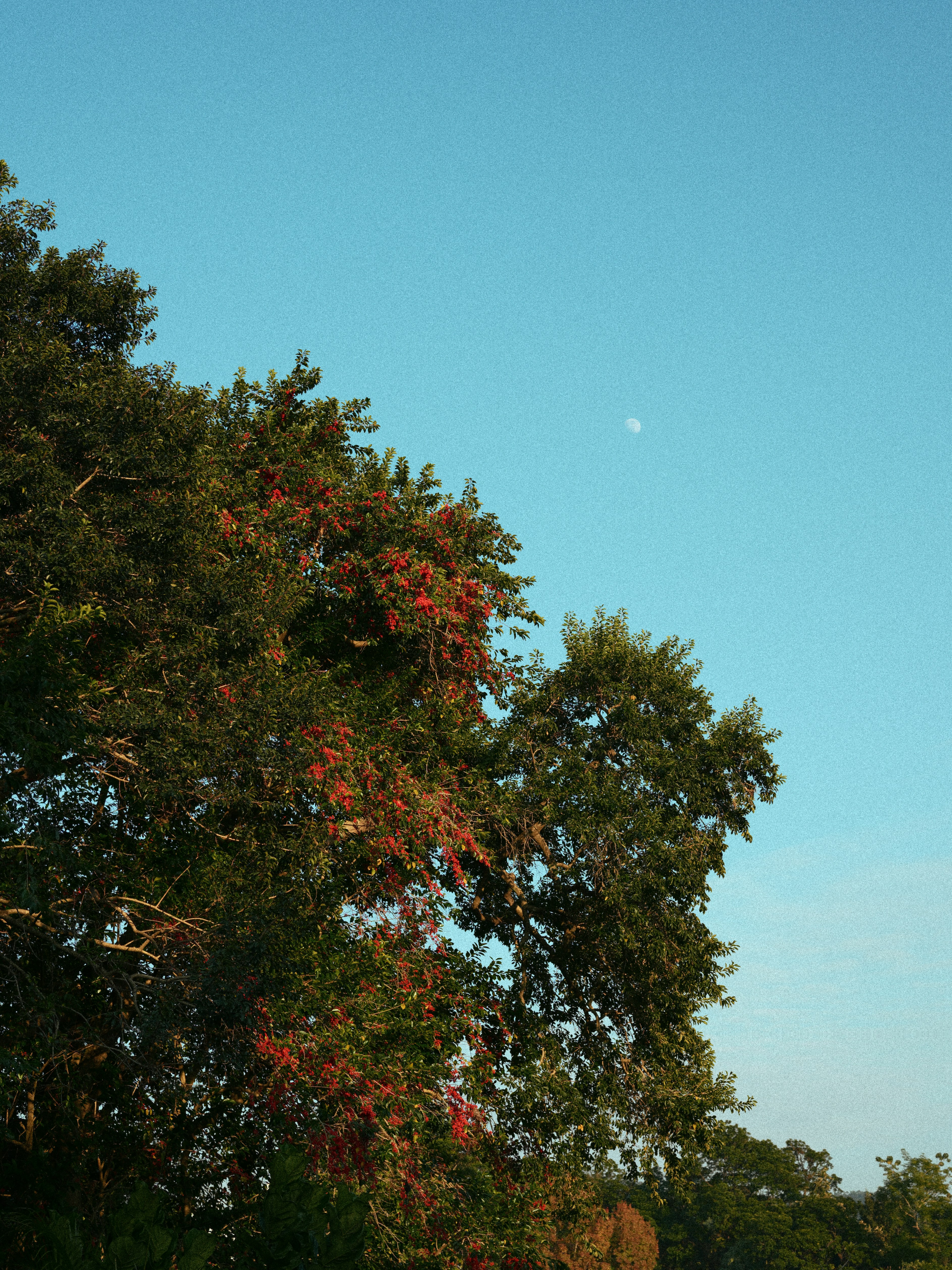 Moonlit canopy: a sunlit sky over a leafy autumn edge