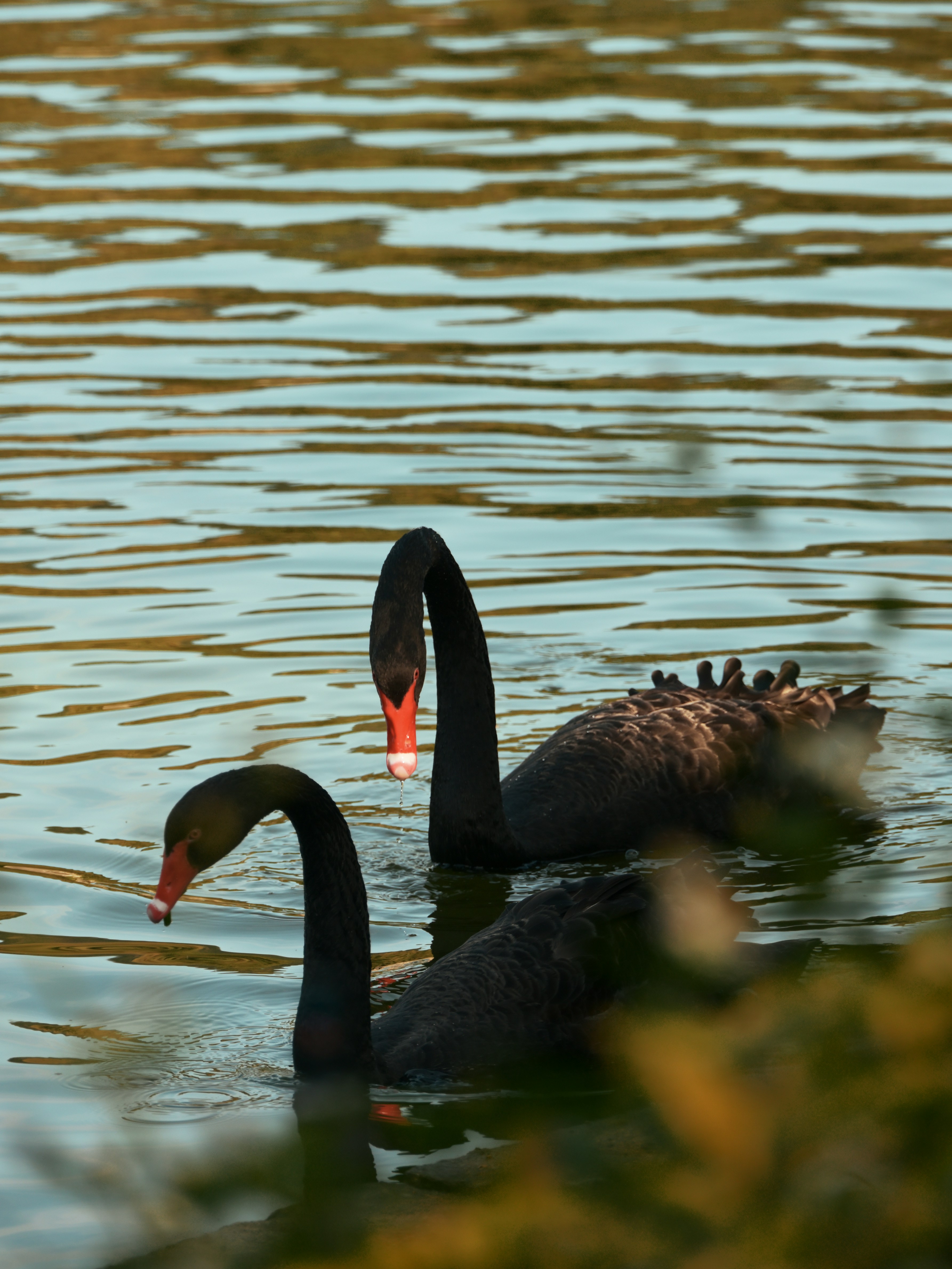 Two Black Swans Glide Through a Quiet Riverside