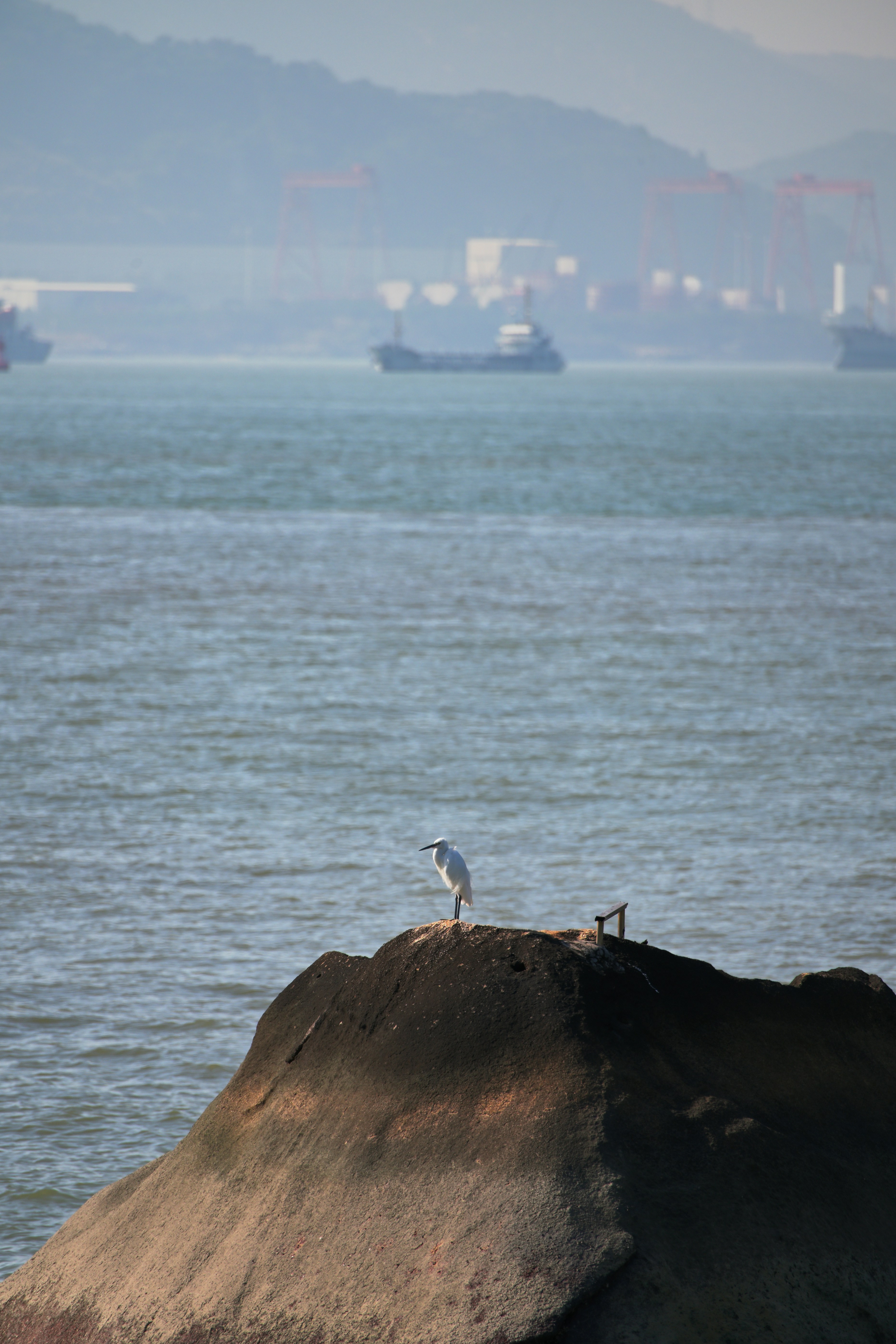 Isolated Seabird on a Wind-Worn Rock