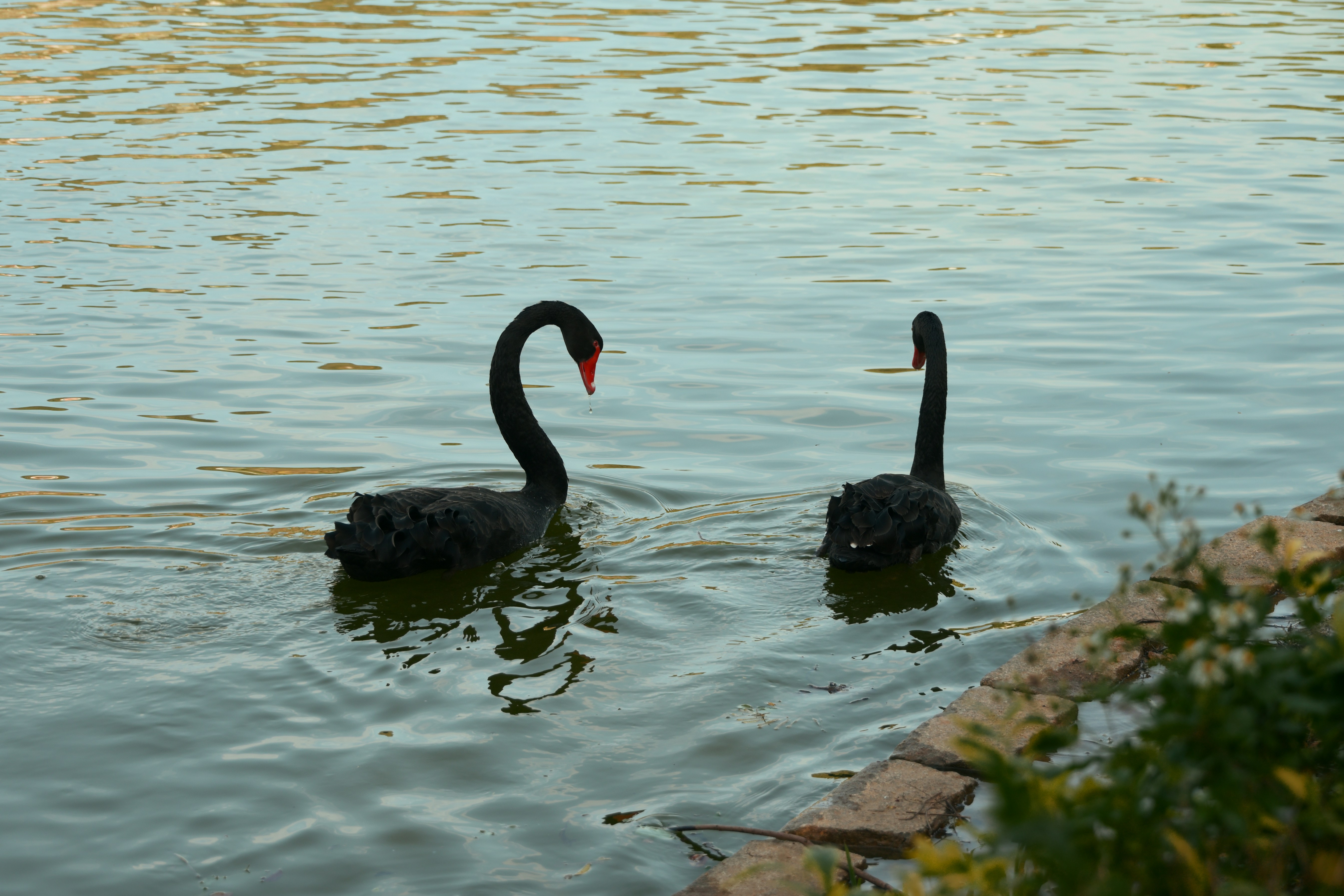 Two Black Swans in Quiet Water