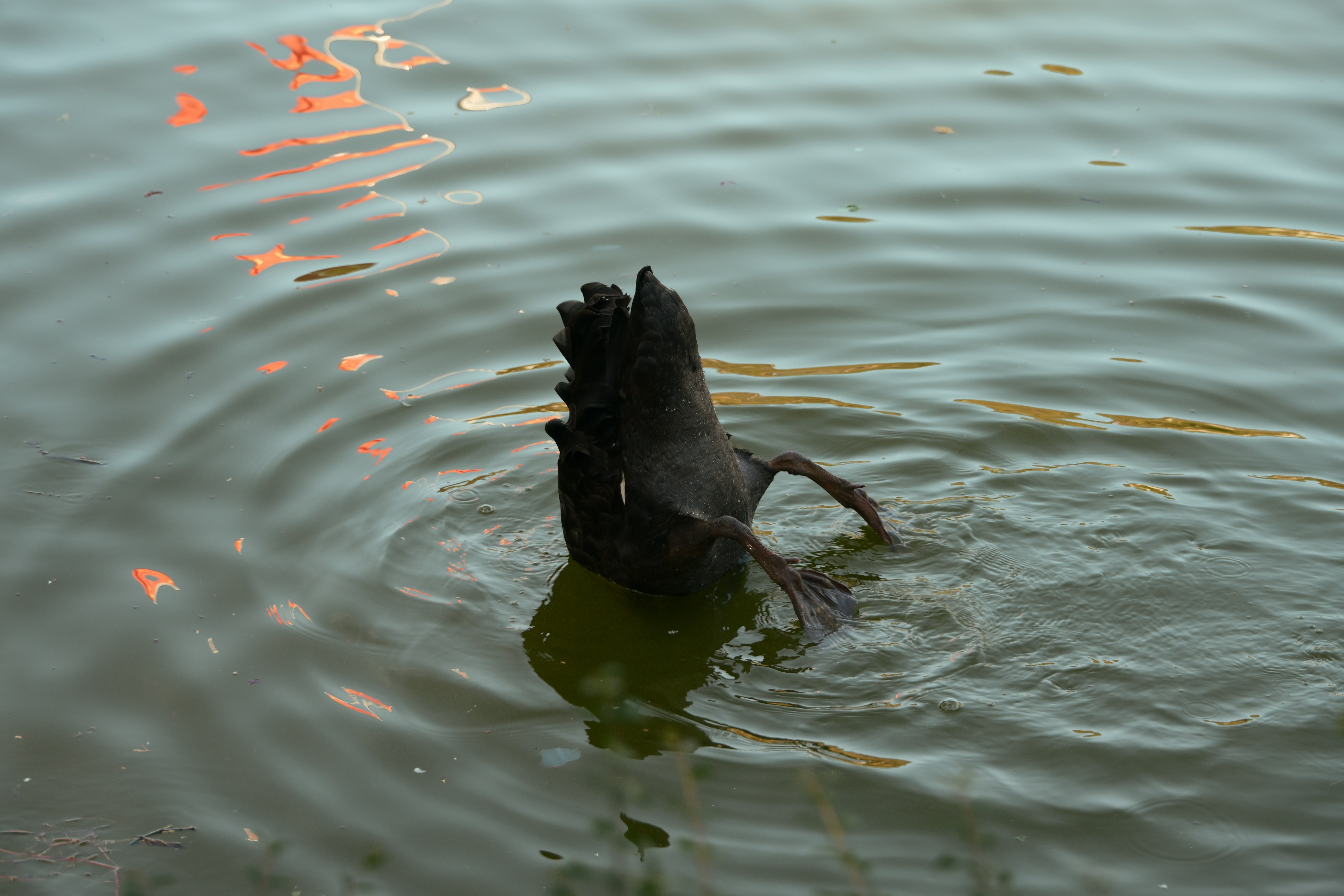 Mid-Ripple Pose: A Dark Bird Emerges From Calm Green Water