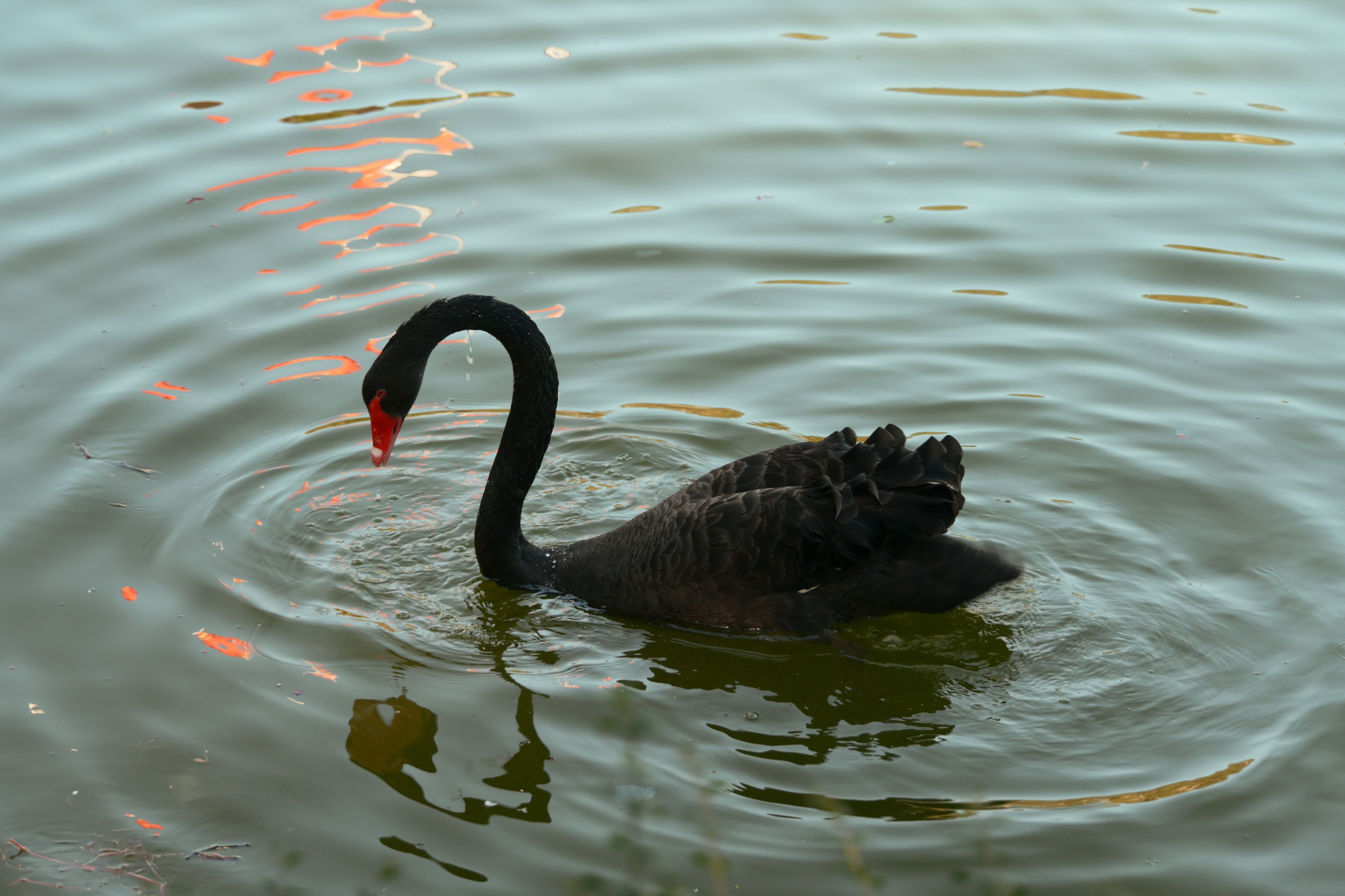 Black Swan in Still Waters: A Quiet Moment of Grace