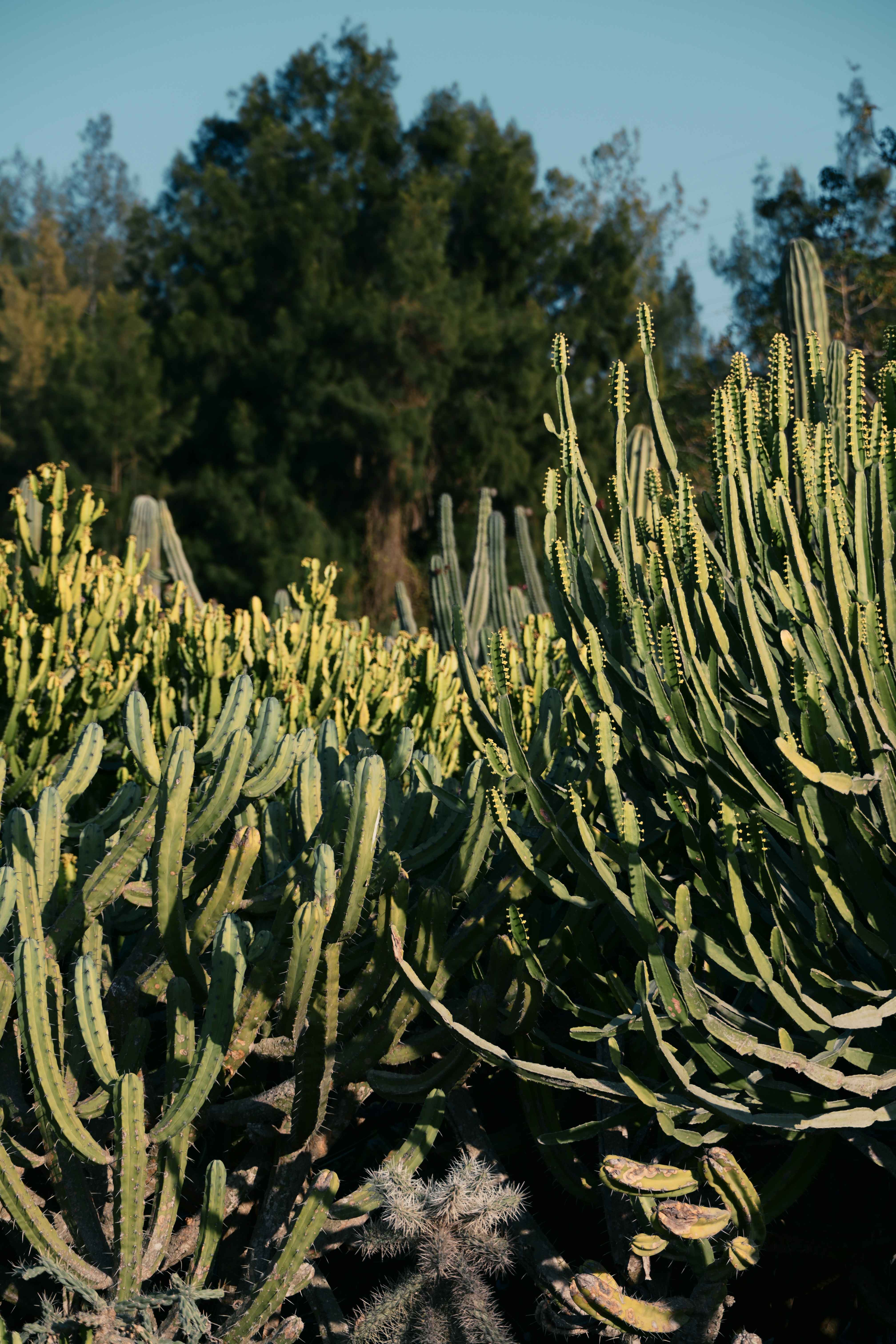 Sunlit cactus thicket under a blue sky