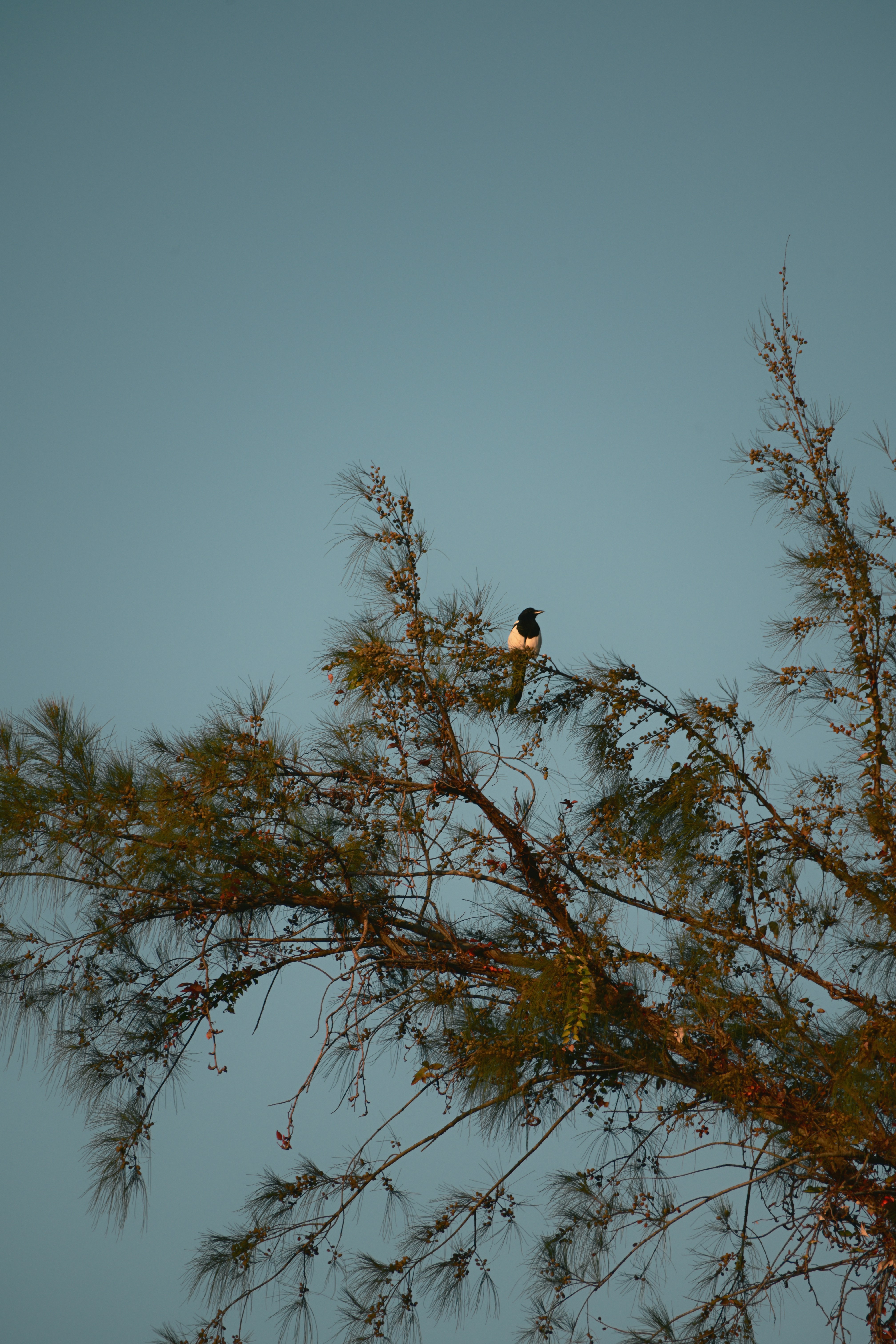 A magpie perches on a tree against blue sky.