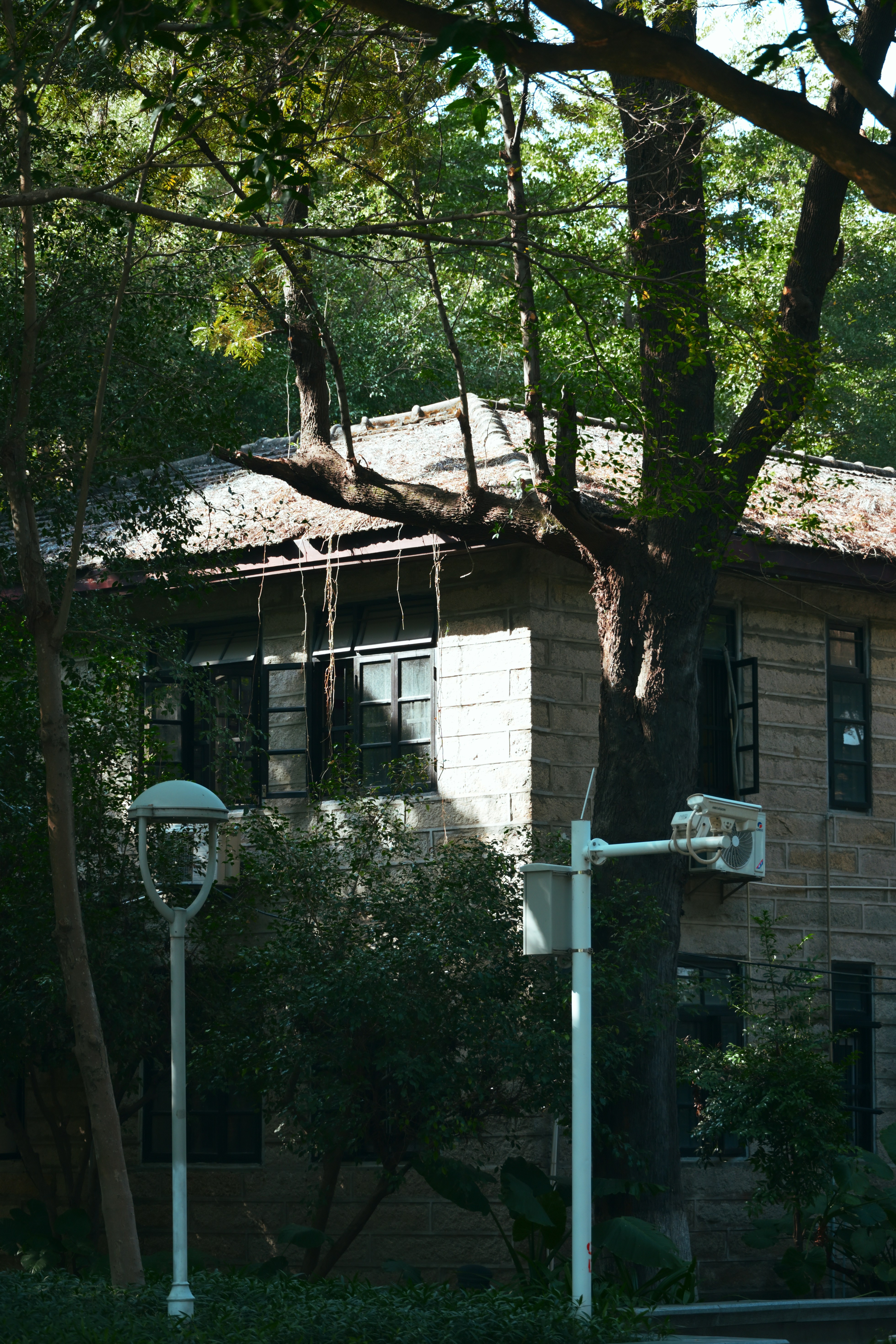 Shaded Campus Facade Beneath Verdant Canopy