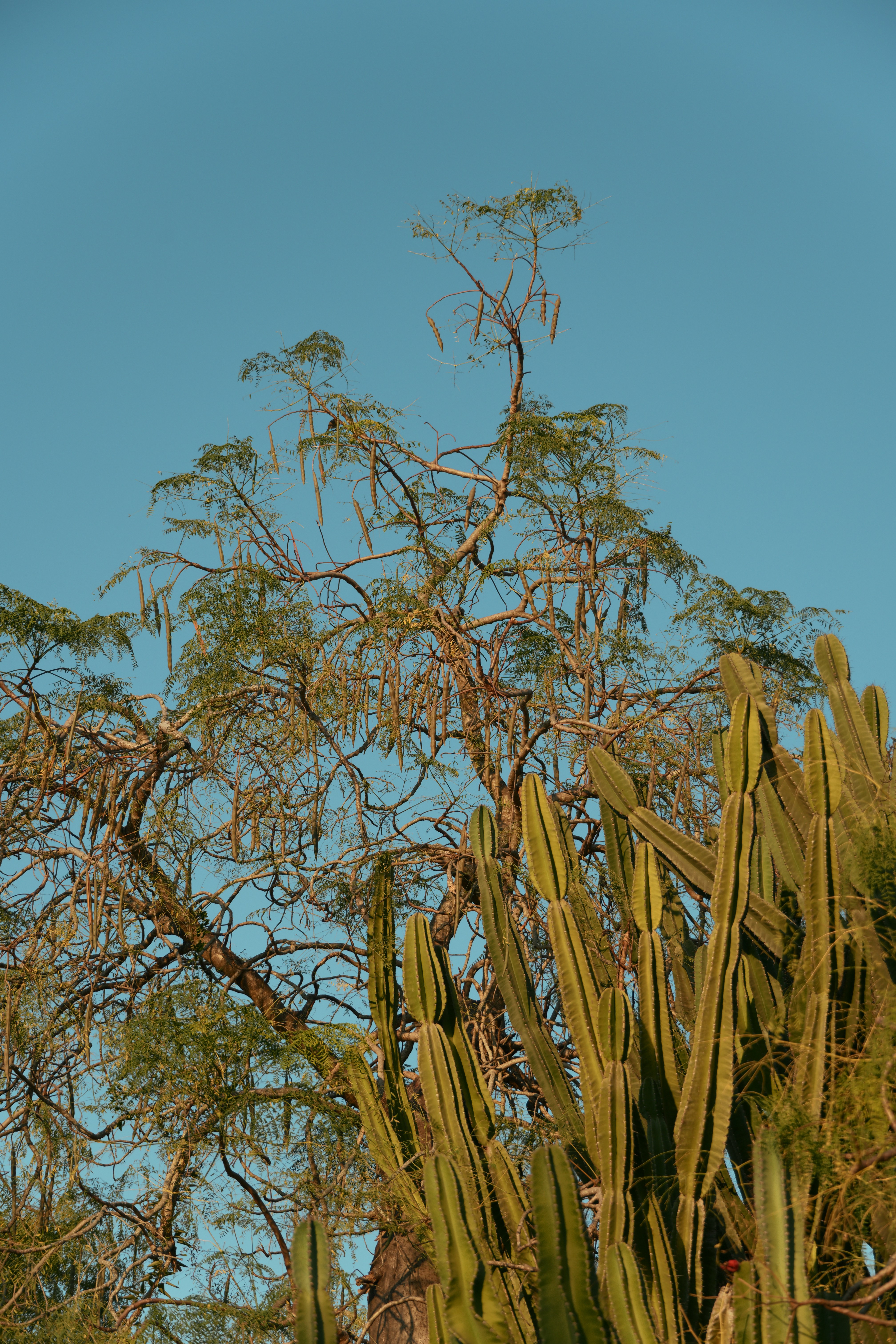 Skyward Resilience Beneath Cacti and Cedar