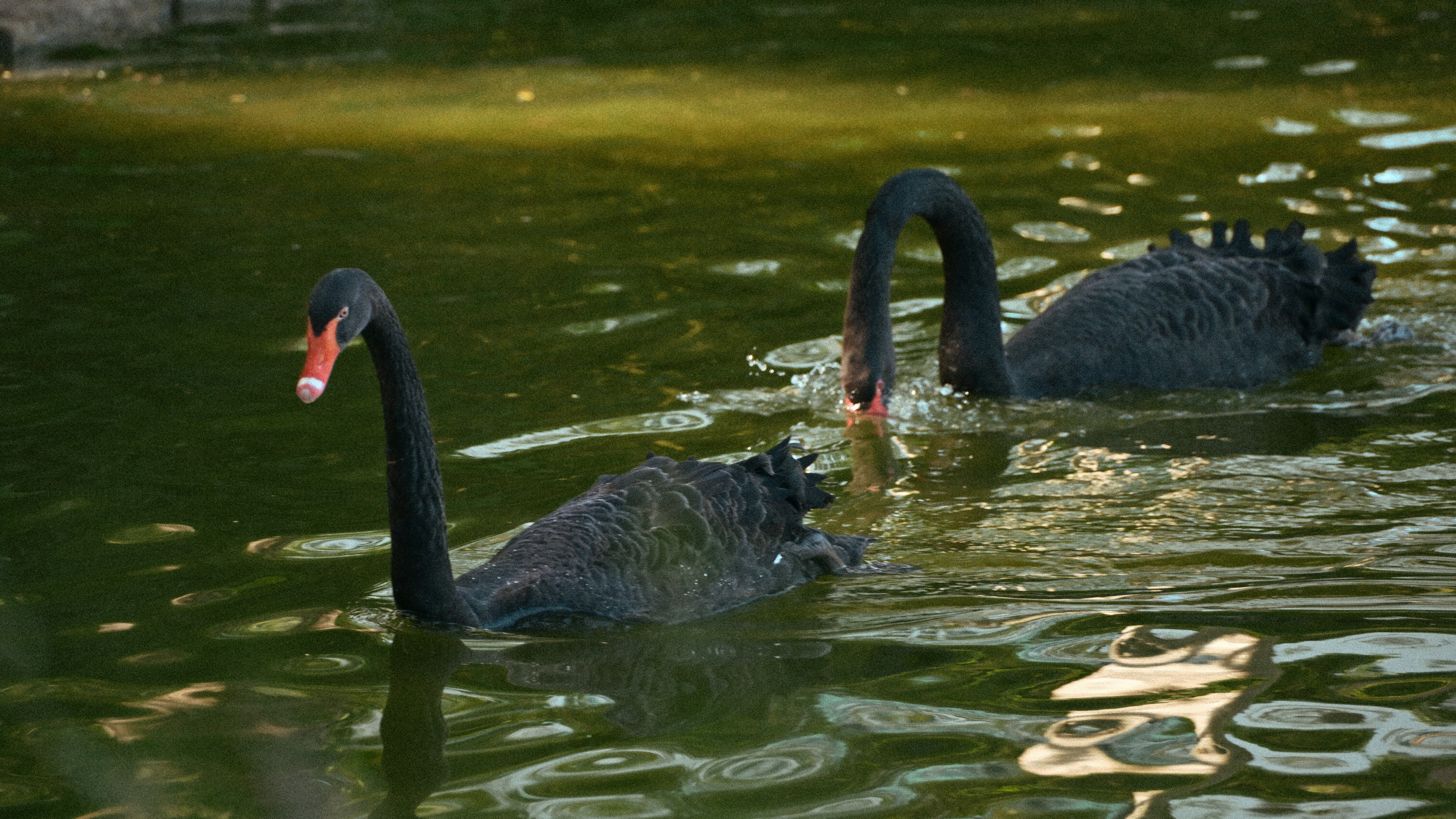 Two Black Swans Glide Quietly Across a Greenish Pond