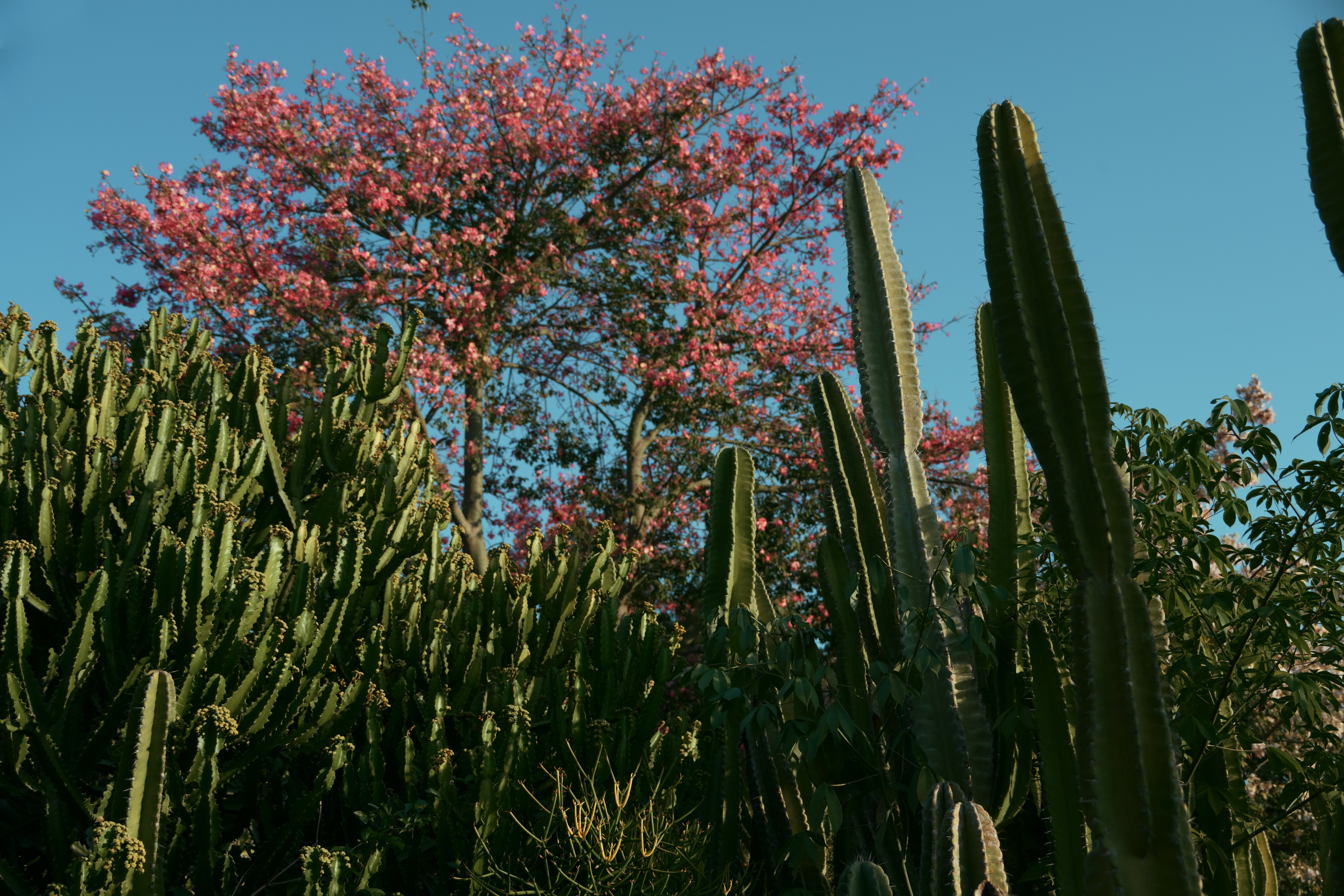 Desert Silhouette: Cacti Against a Clear Azure Sky