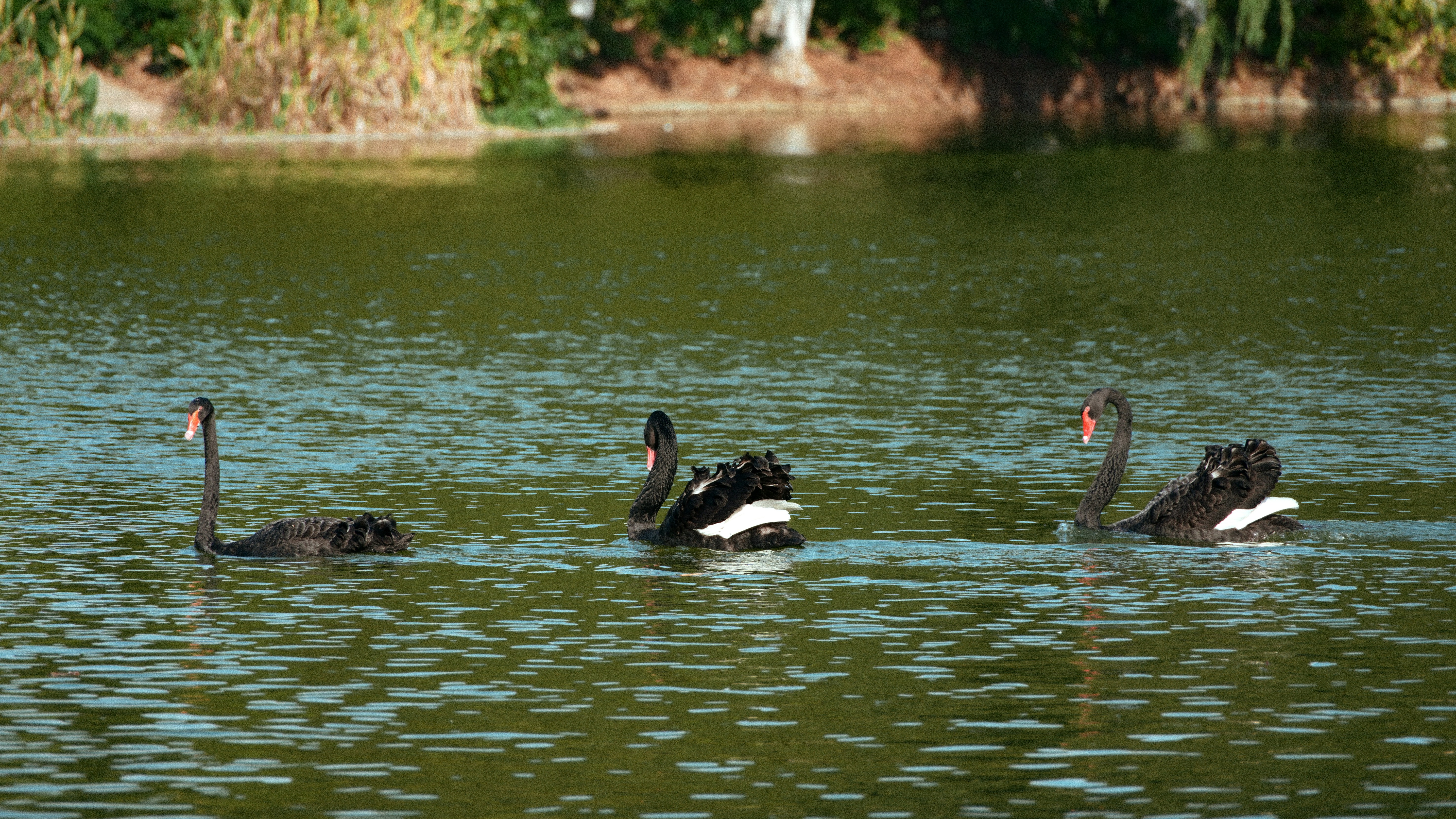 Three Black Swans on a Quiet River
