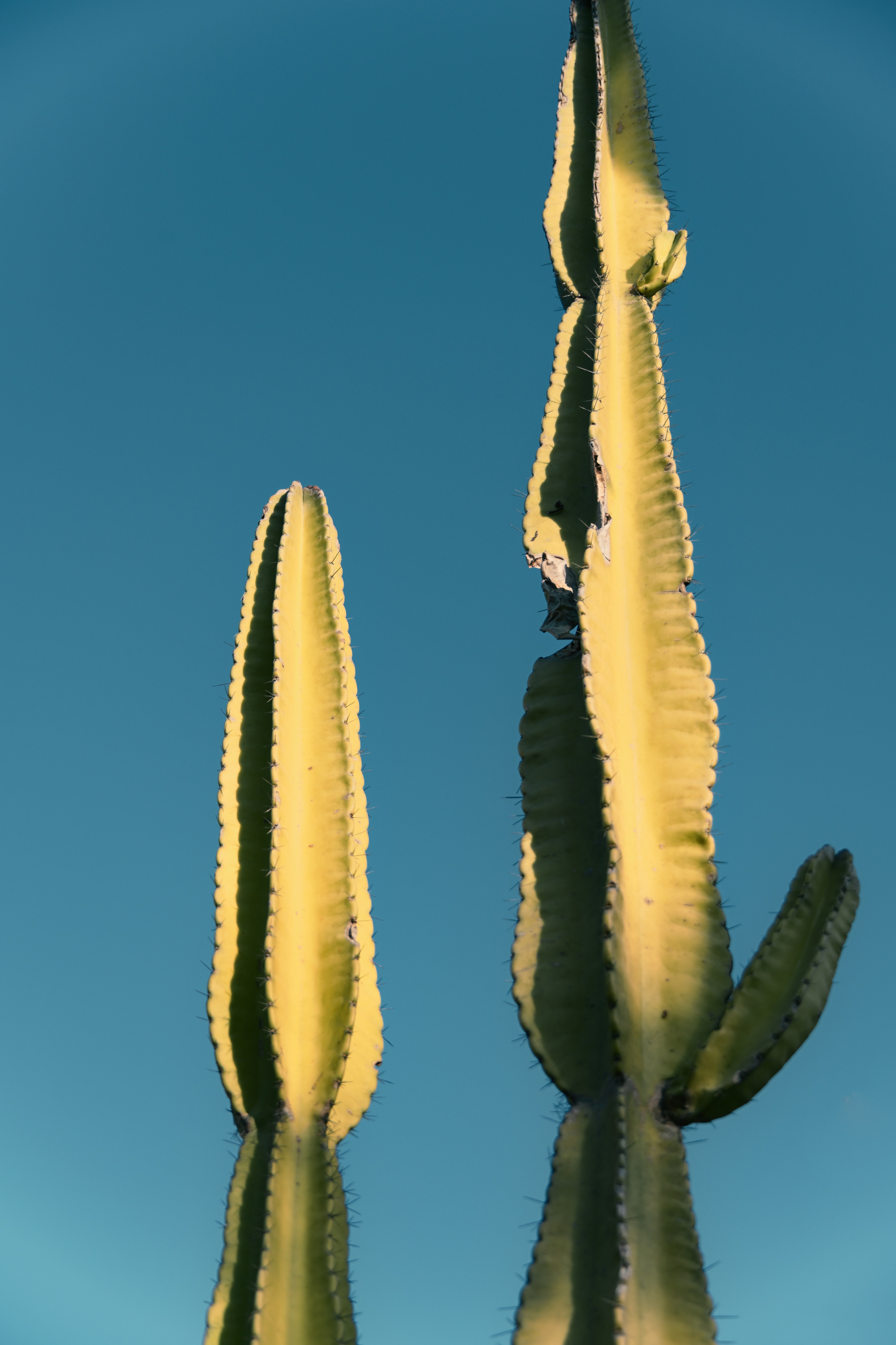 Cactus Swords Against a Clear Sky