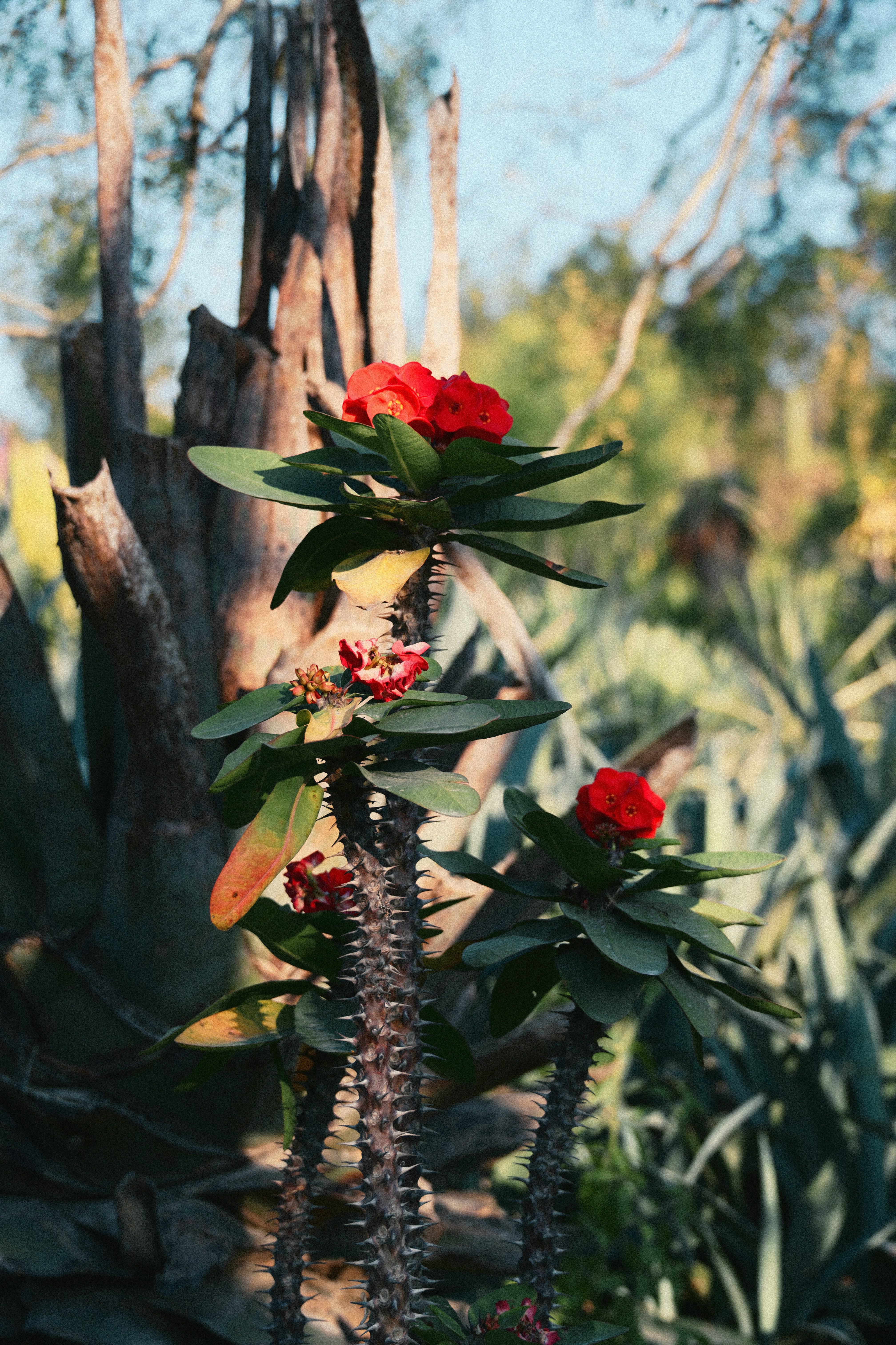 Red Flowers in a Desert Garden: A Sunlit Stalk Reaches Toward the Sky