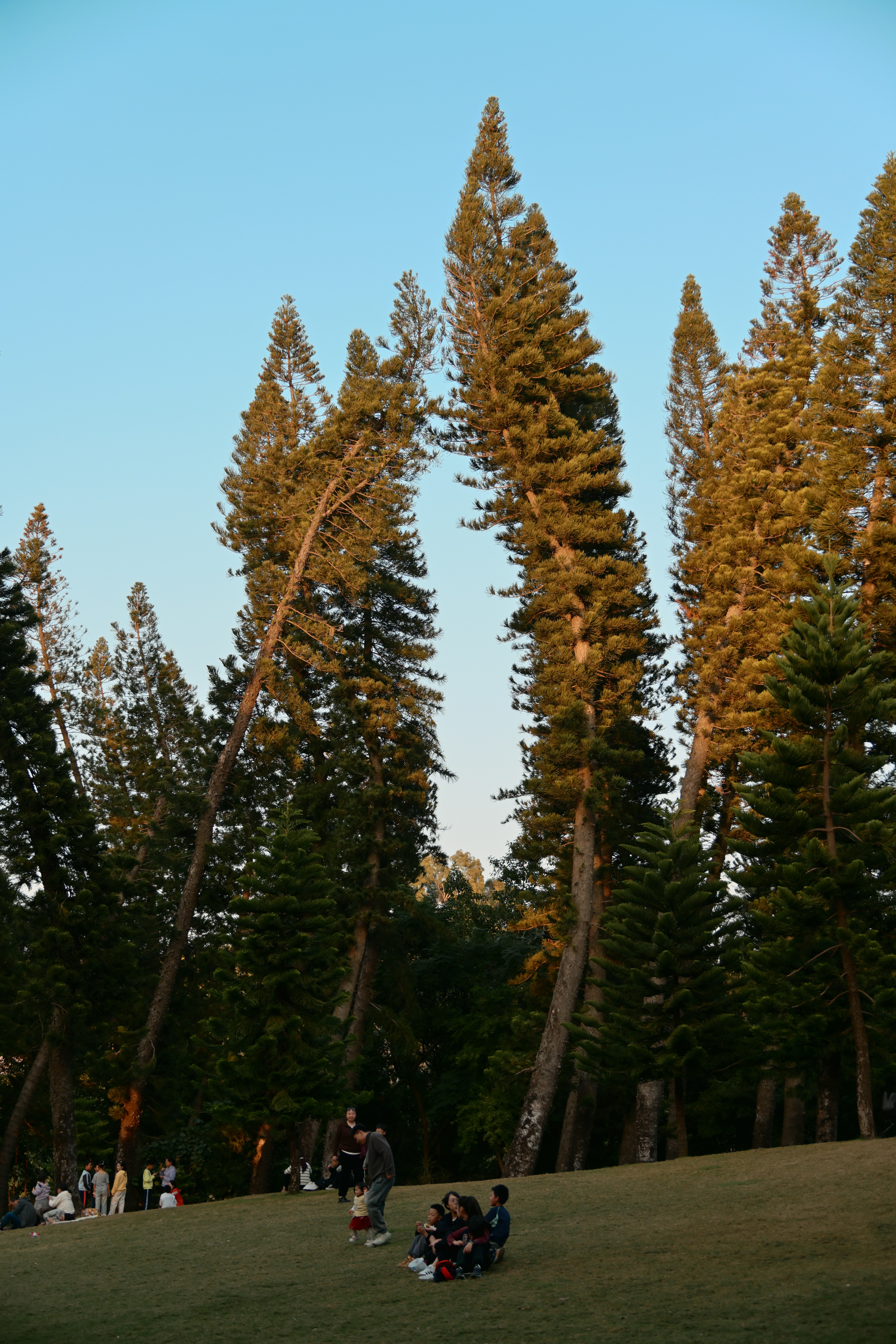 Sunlit Pines at Dusk: A Quiet Field of People Beneath Towering Trees