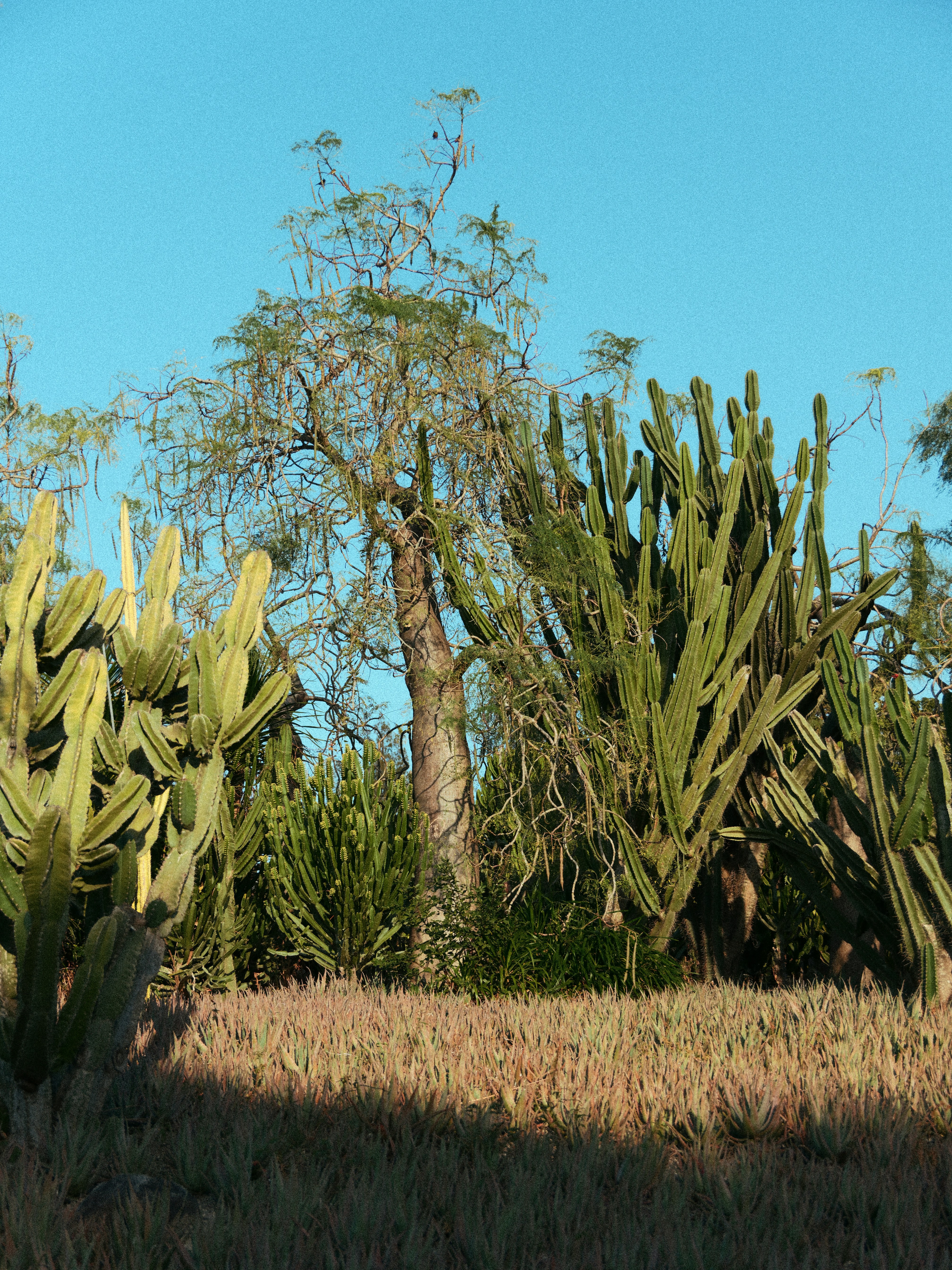 Cactus Ridge Under a Bright Serenade