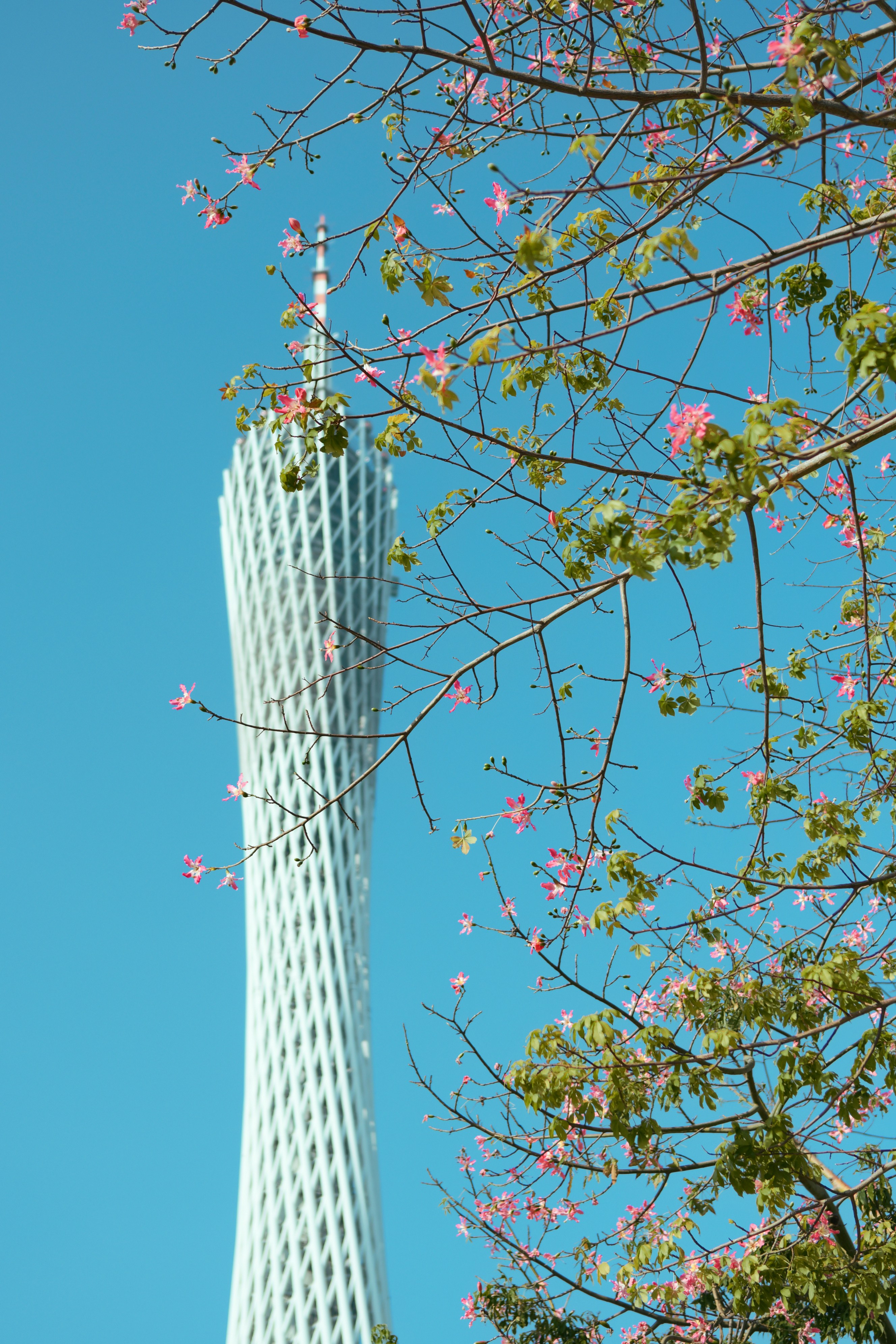 Vertical Spire Beyond Blooming Branches