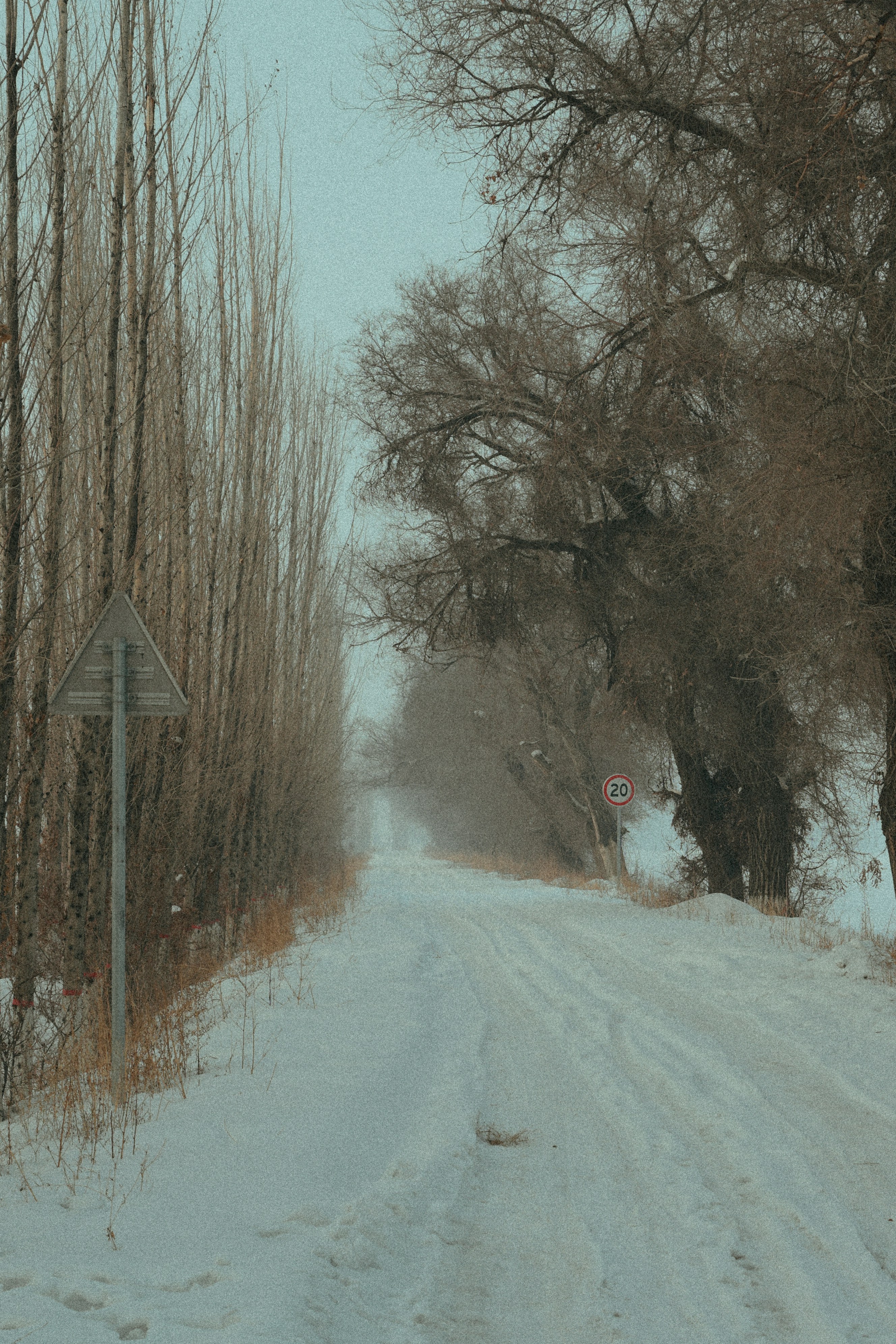 Snow Road Through Bare Lined Trees