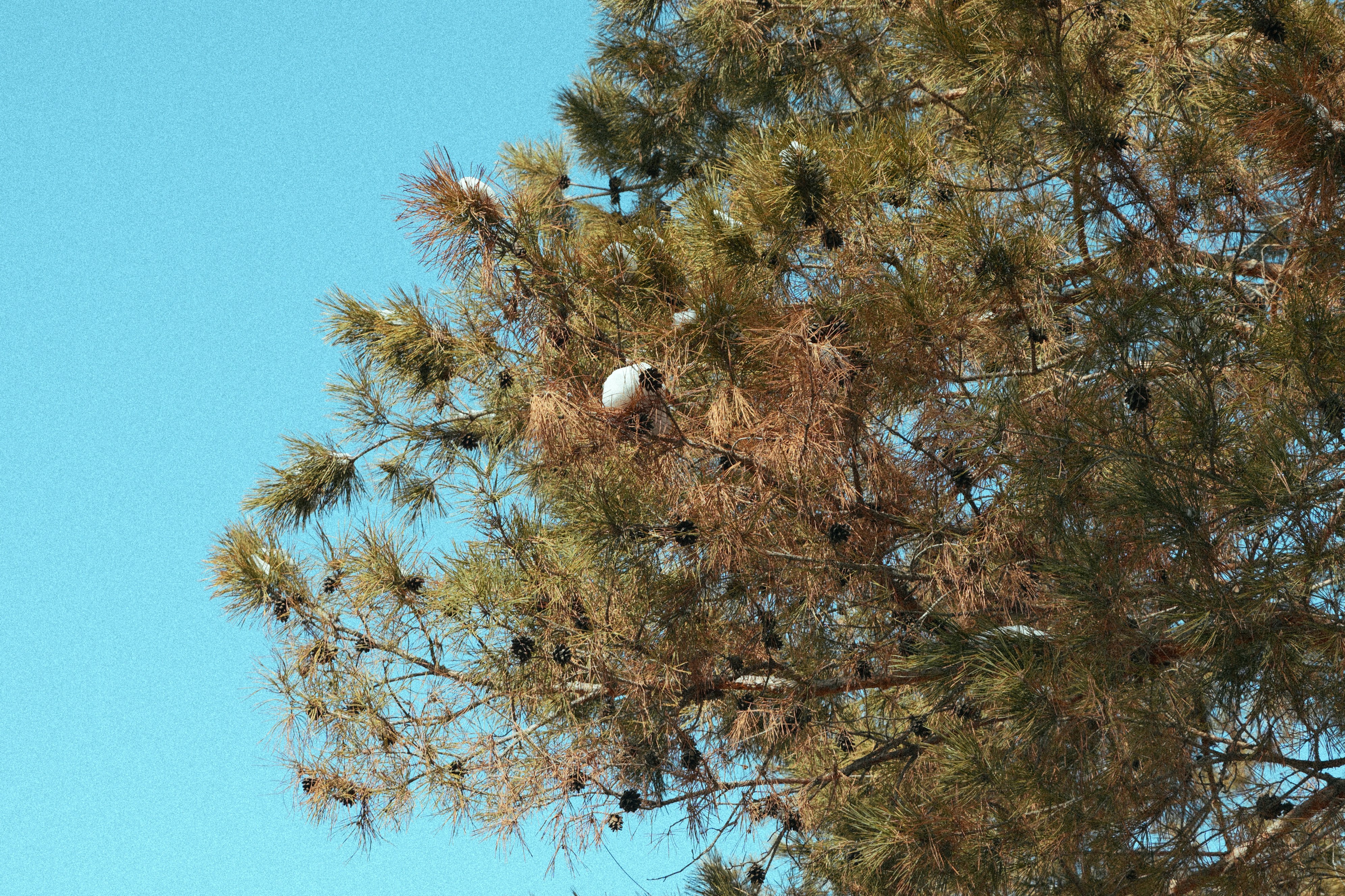 Lone satelite in pine canopy against a clear blue sky