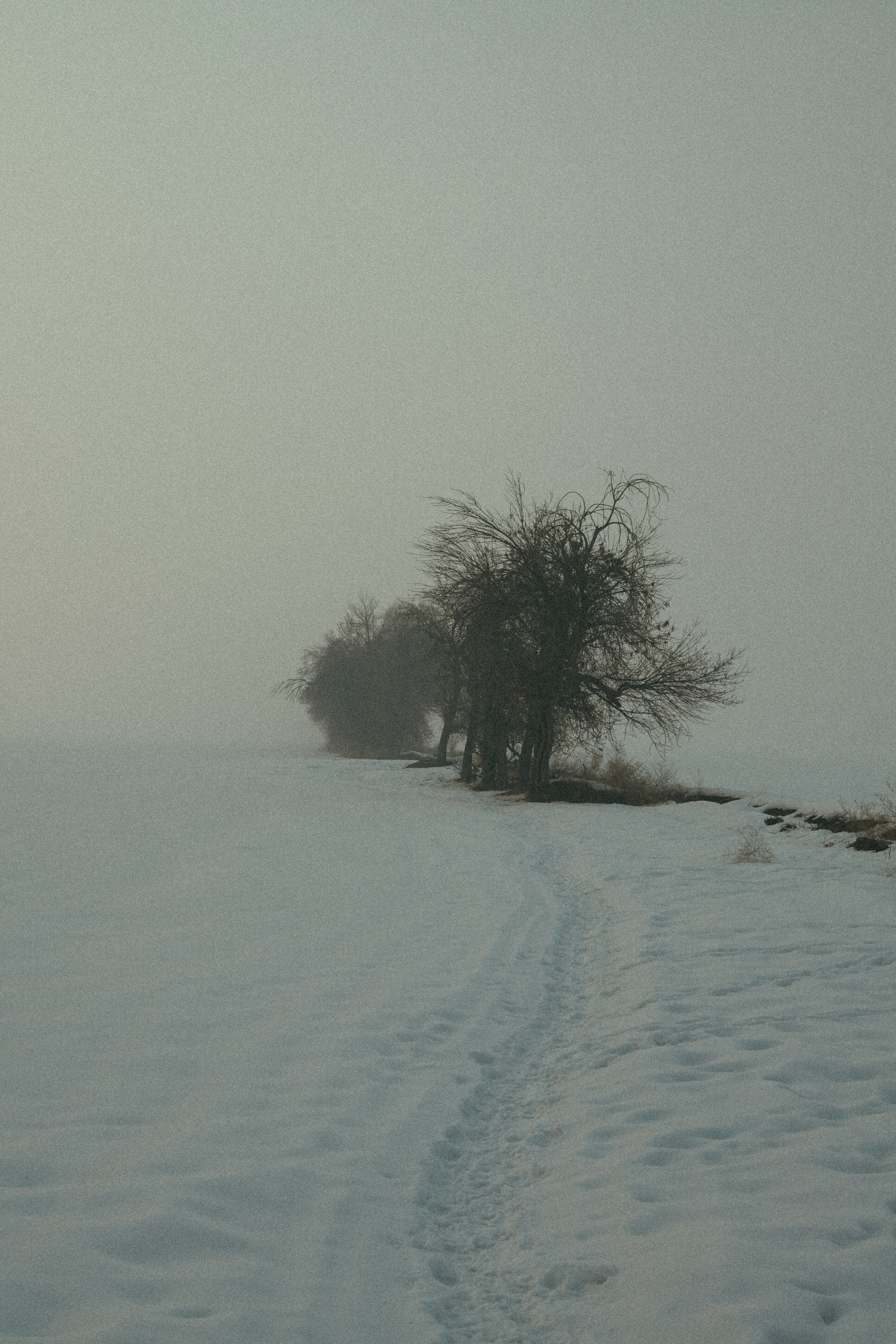 Snowbound Limbs: A Wind-Swept Row of Trees along a Frosted Path