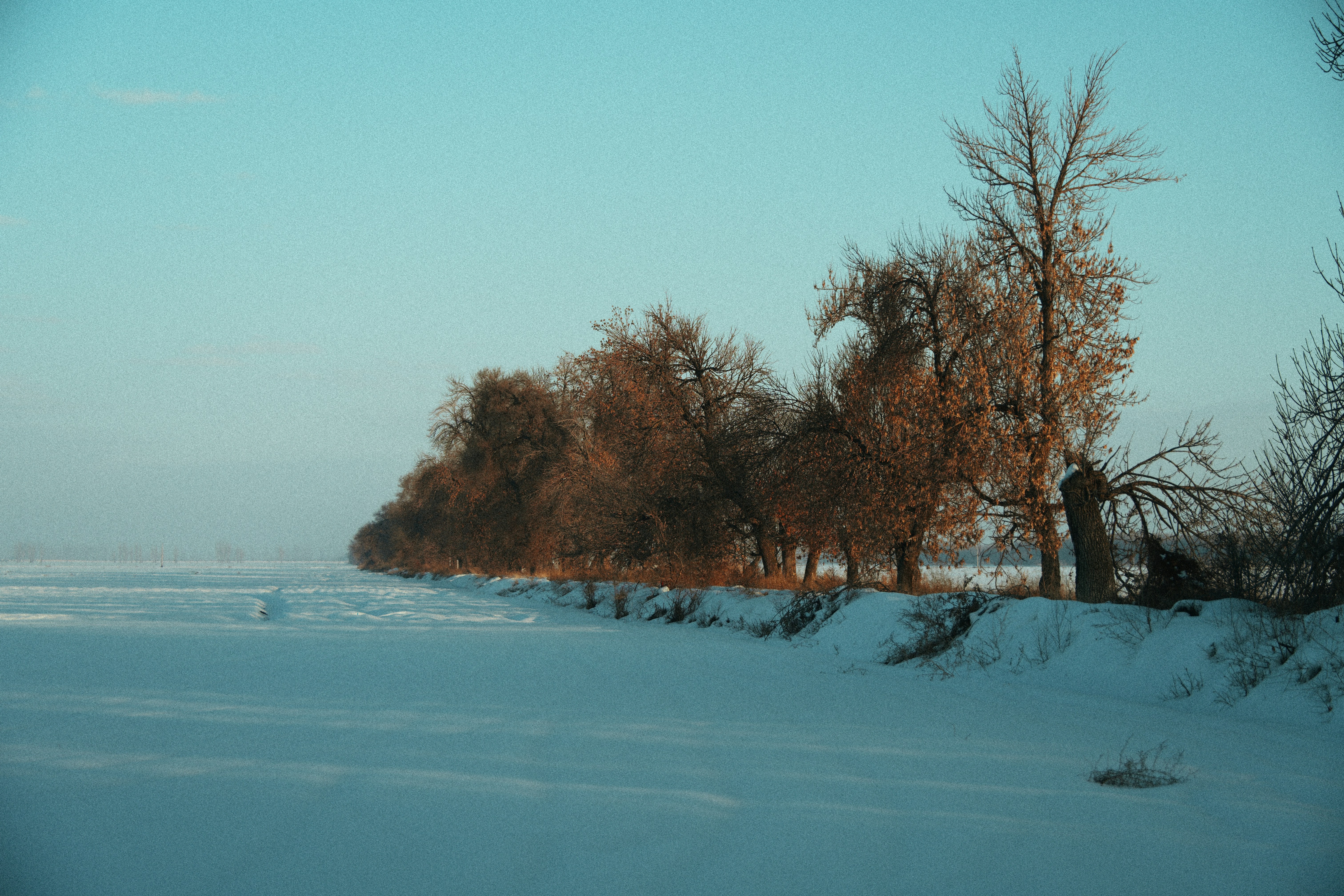 Winter Banks of Silence: Snow, Trees, and a Distant Horizon