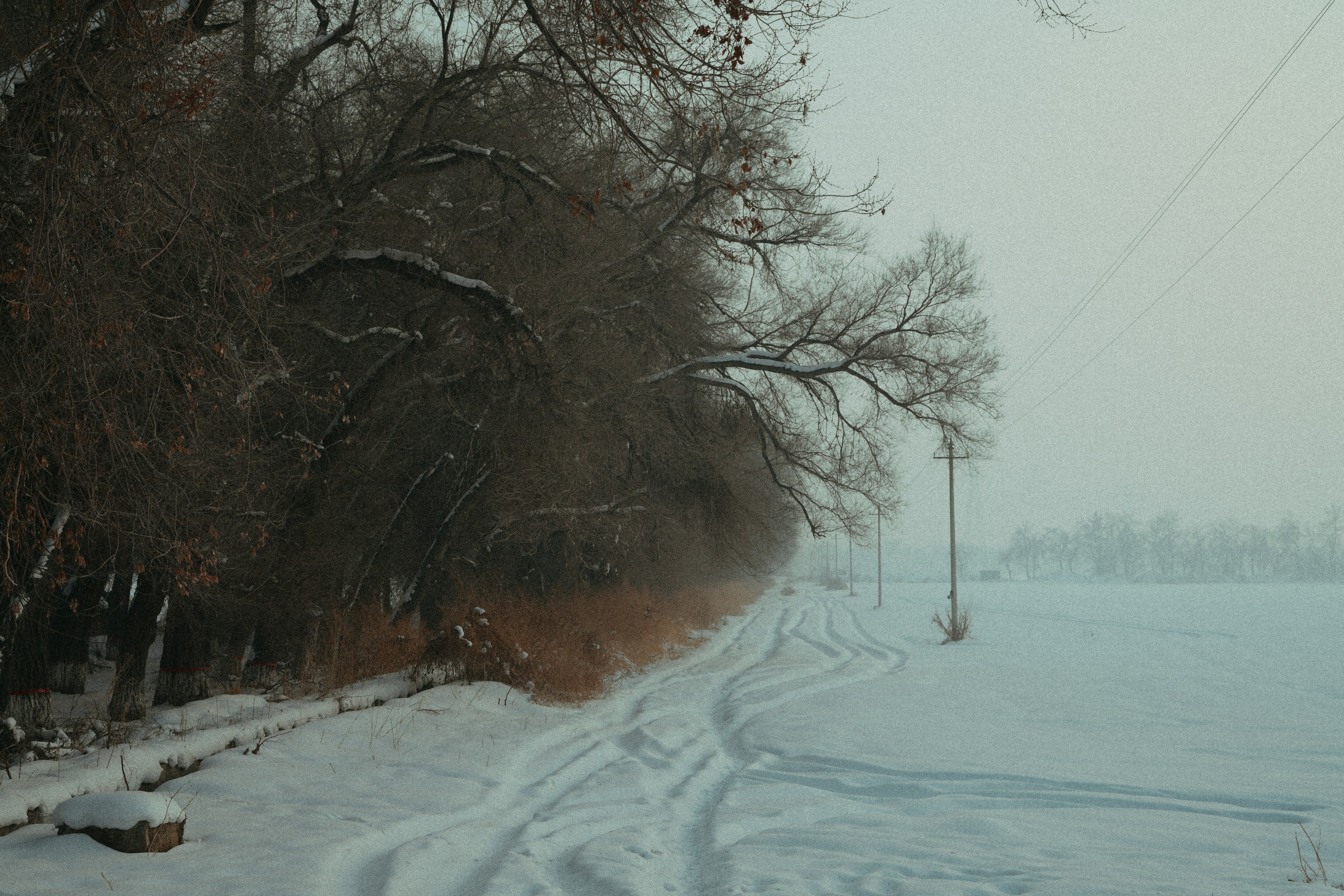 Snowbound Roadline: Tracks Through a Quiet Winter Verge