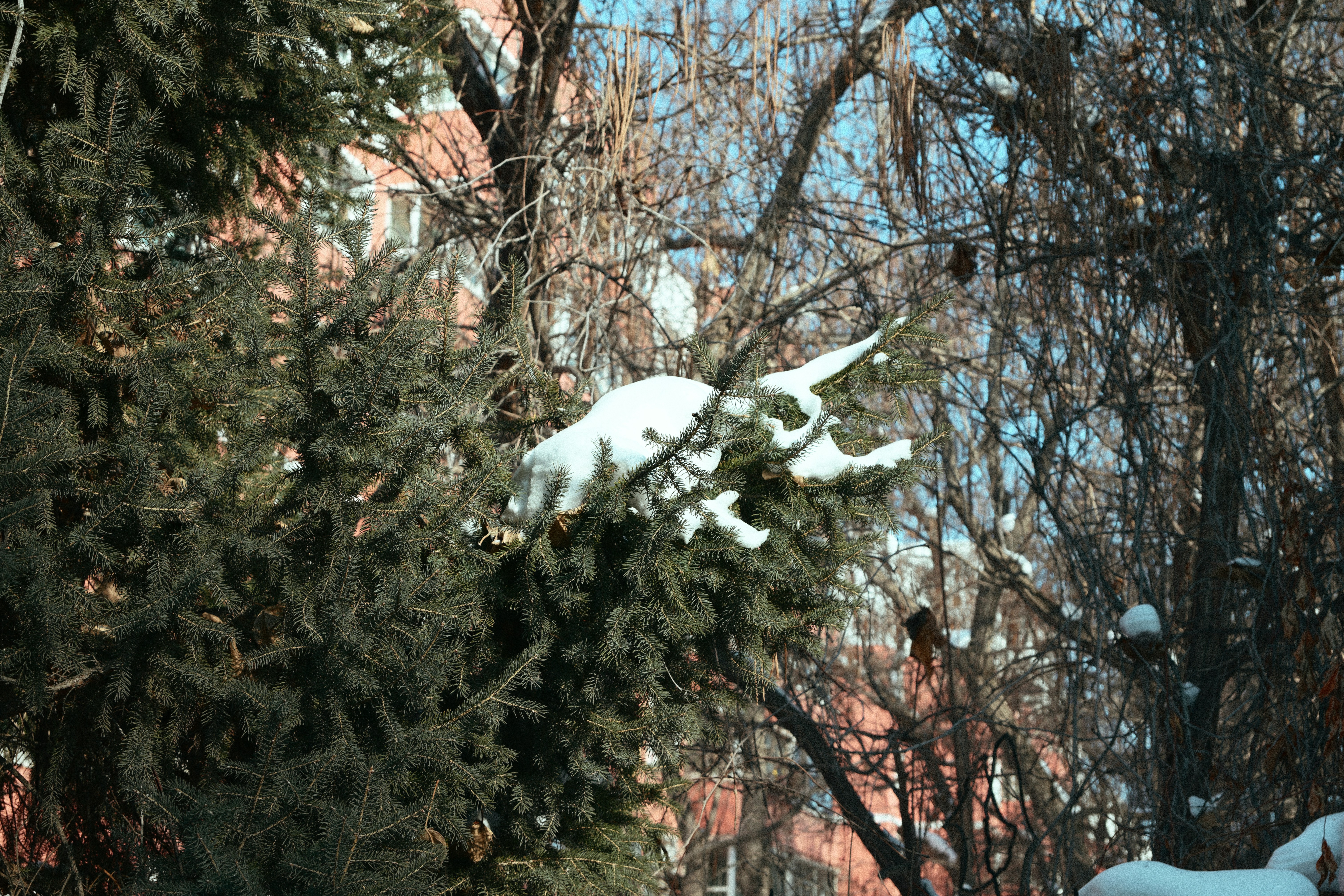 Snow-Capped Branches Hidden in a City Park