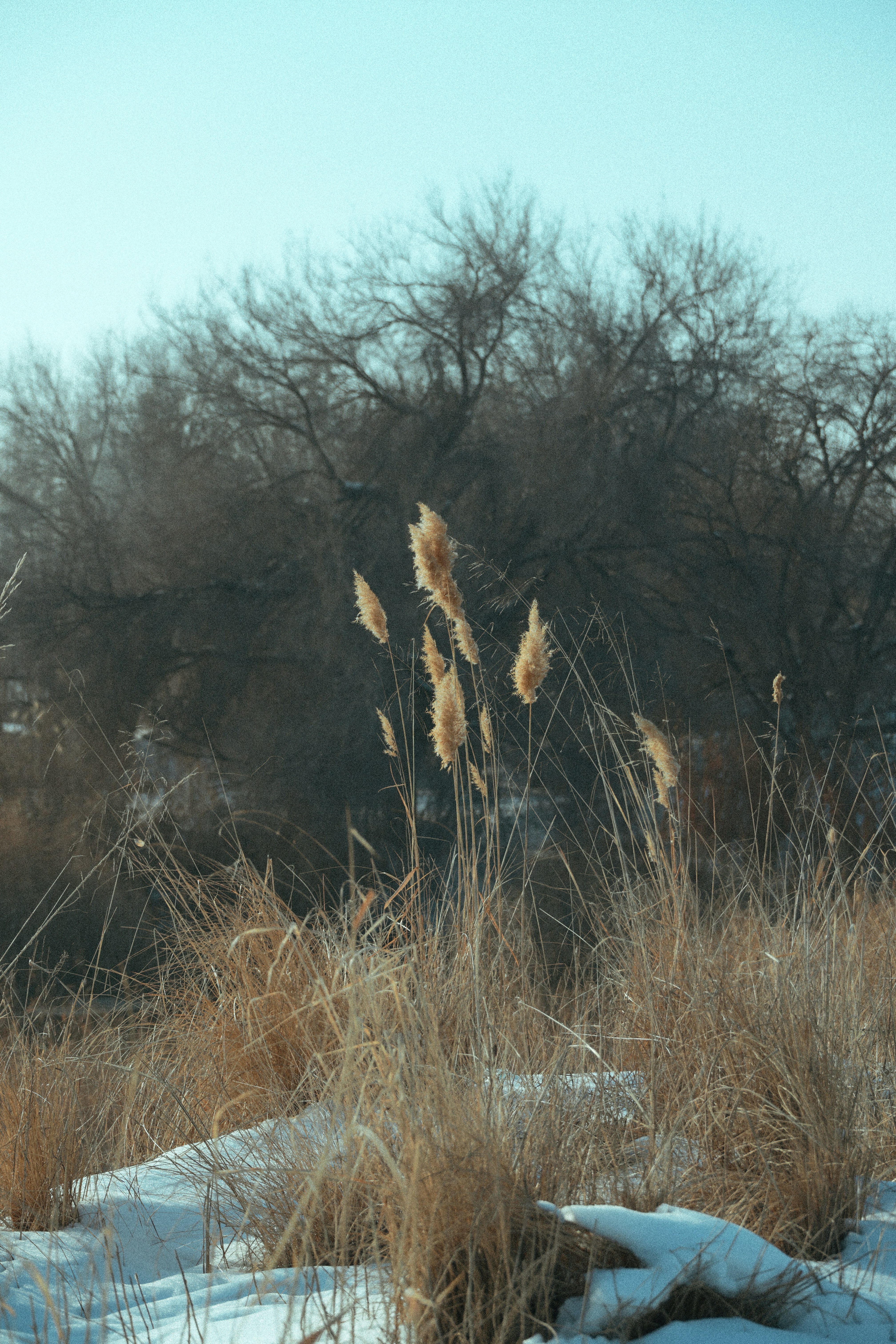 Golden reed tops against a snow-dusted field and bare trees