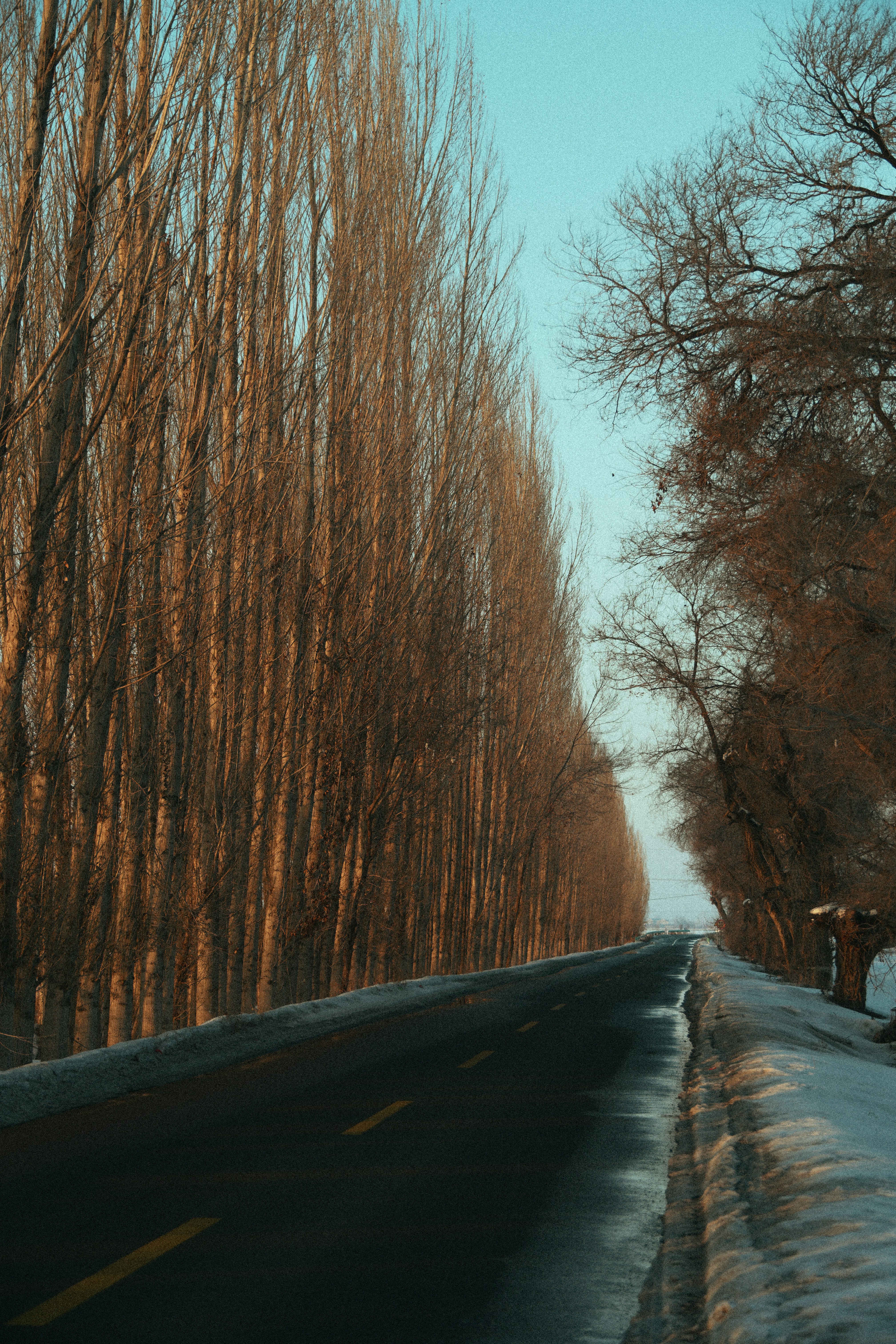 Winter Road Through Quiet Colonnade of Trees