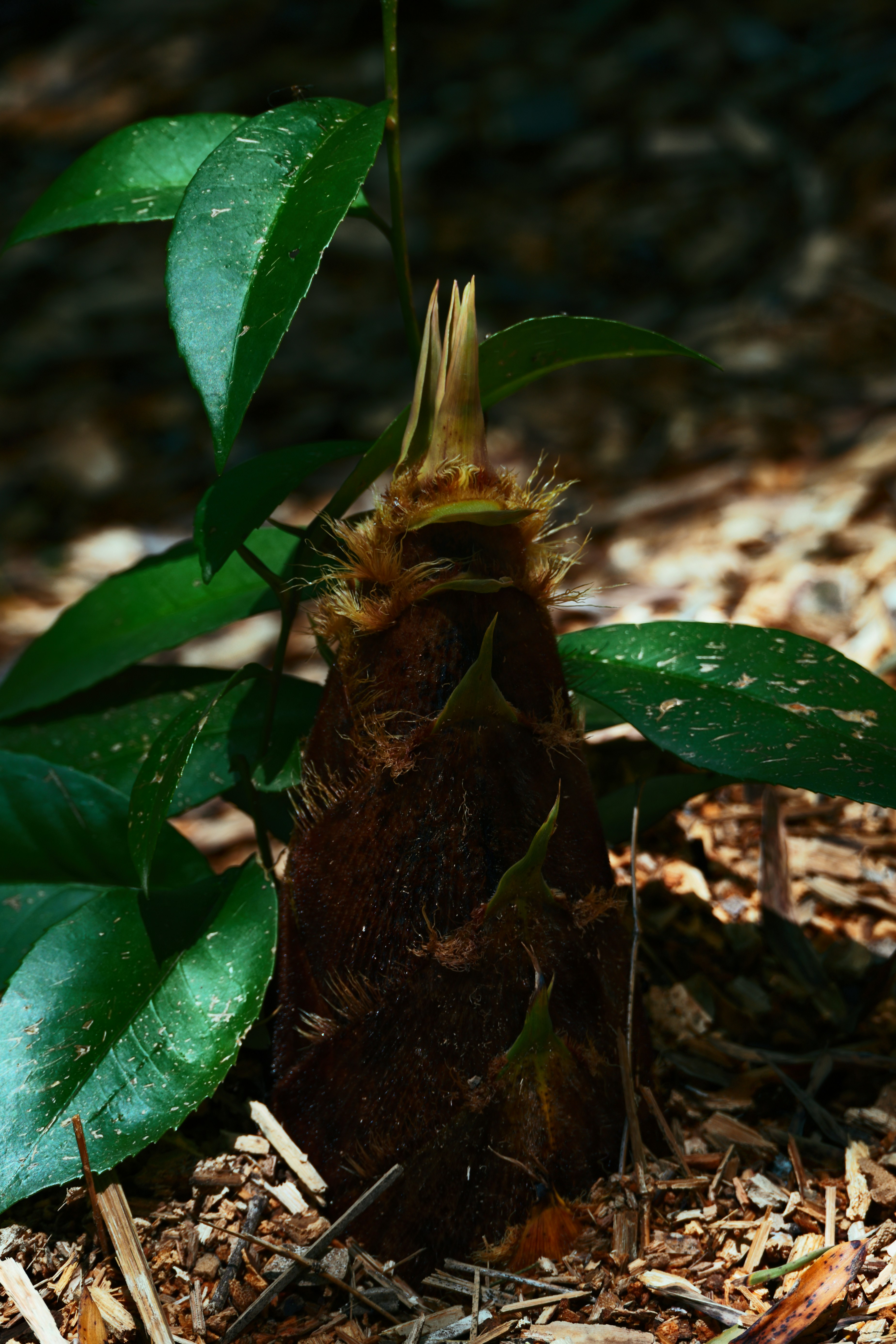 Emergent Pineapple Crown: A Fern-like Bloom Rising from Forest Floor