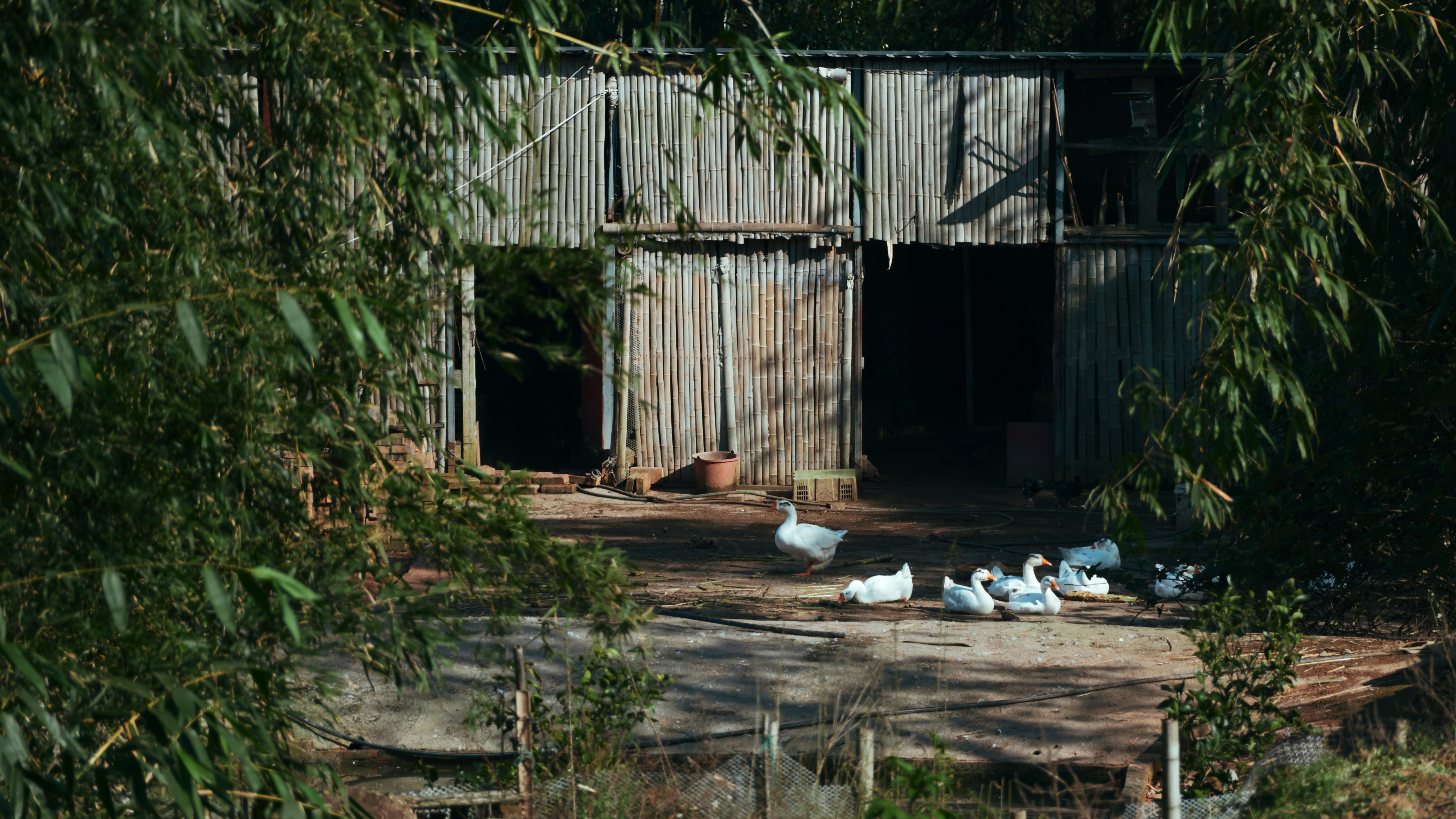 Doves at the Quiet Farmyard Threshold