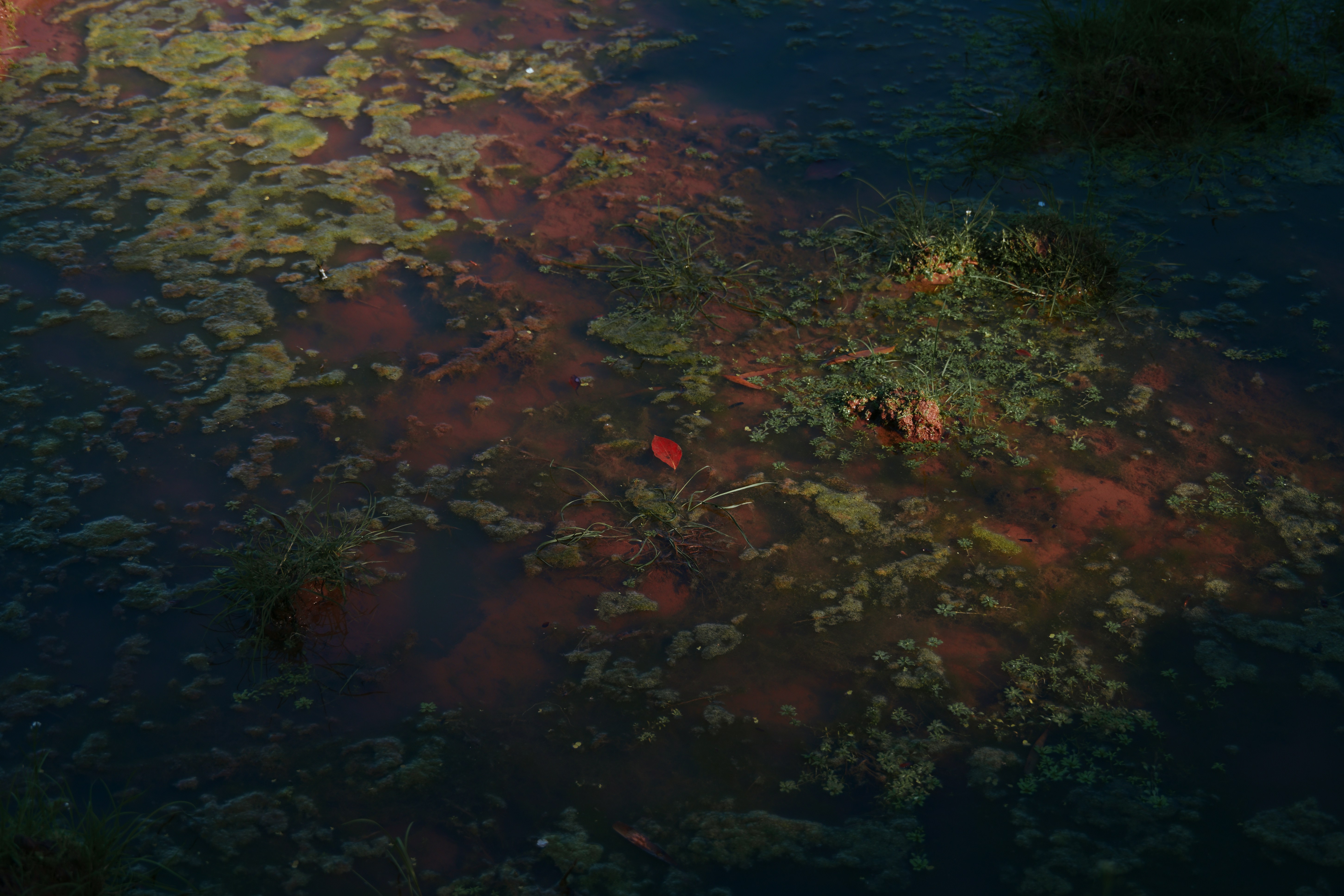 Red Leaf in a Quiet Pond: Hidden Color Within Depths
