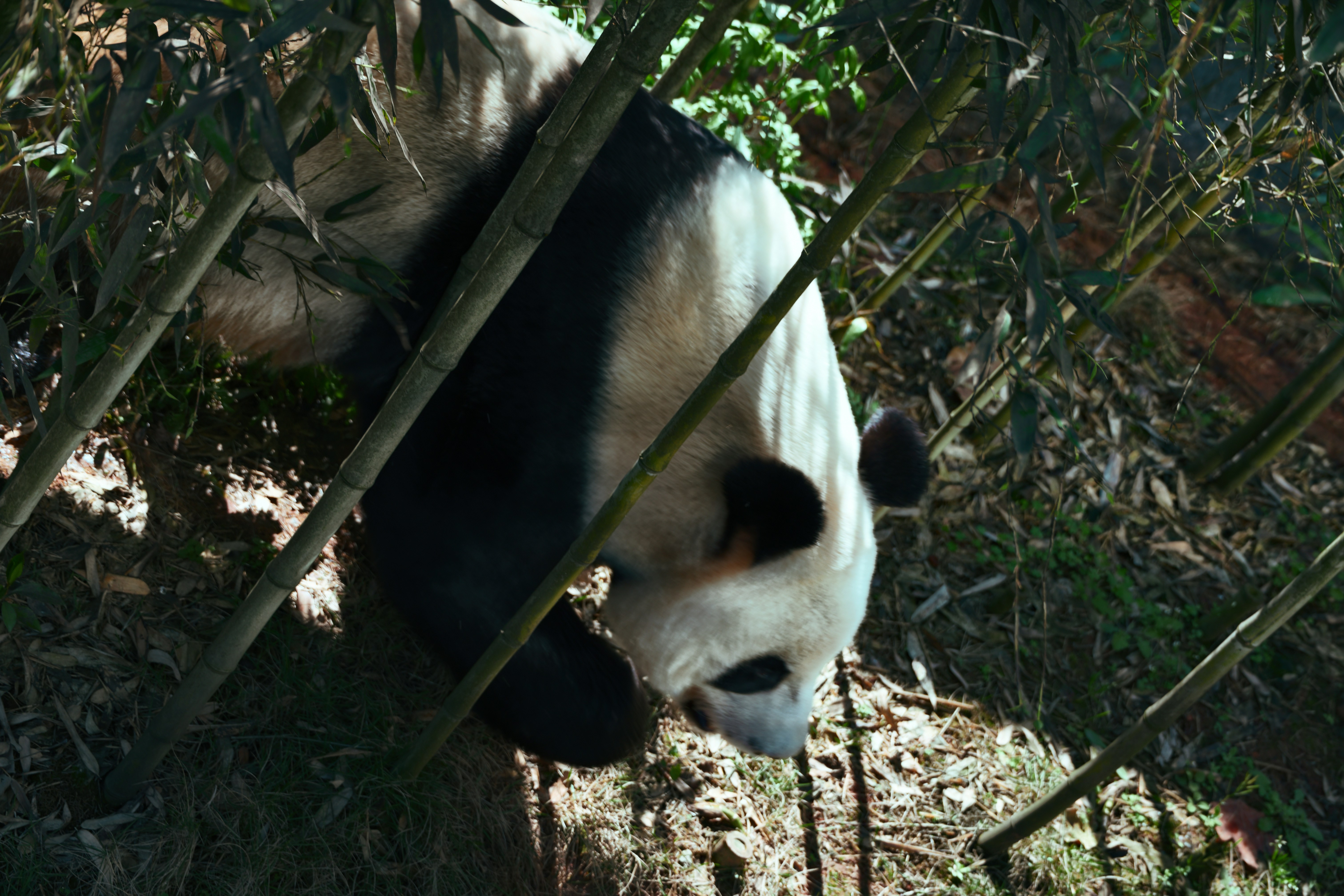 A Panda Navigates Shaded Bamboo Labyrinth