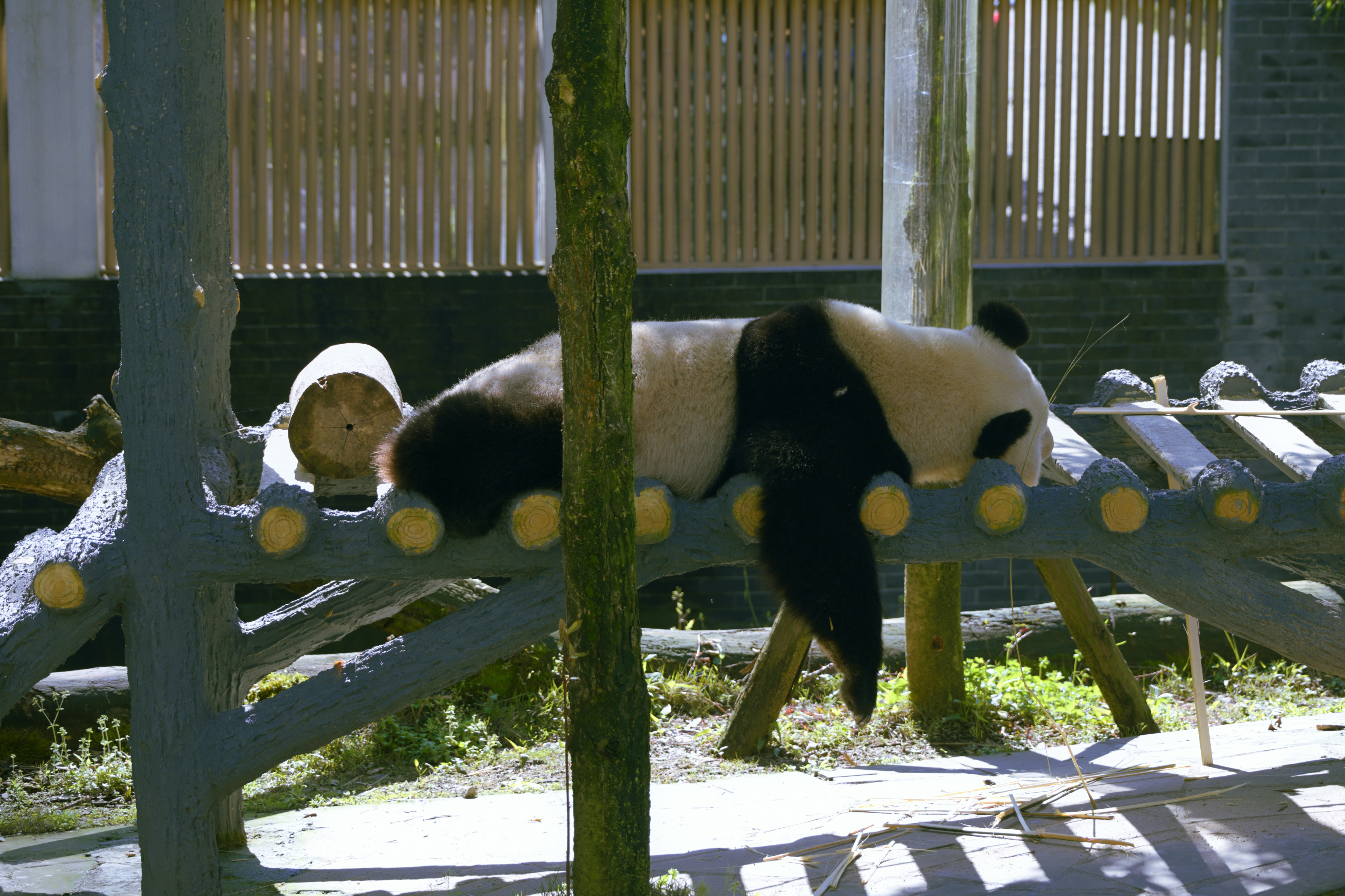 Lounge of bamboo and sun: a sleepy panda atop a rustic wooden bridge