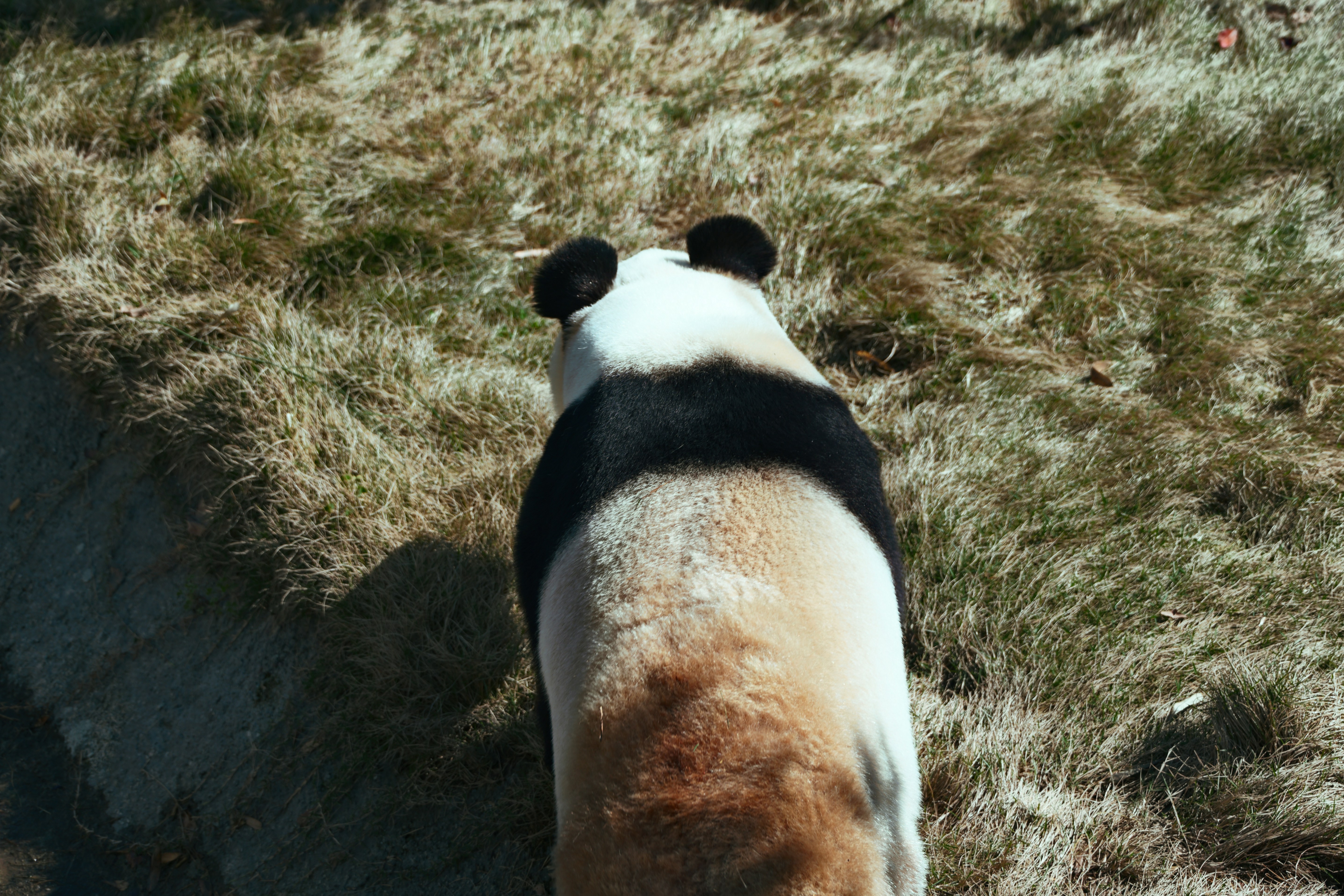 From Above: A Cupcake-Patterned Tailbound View into the Grass