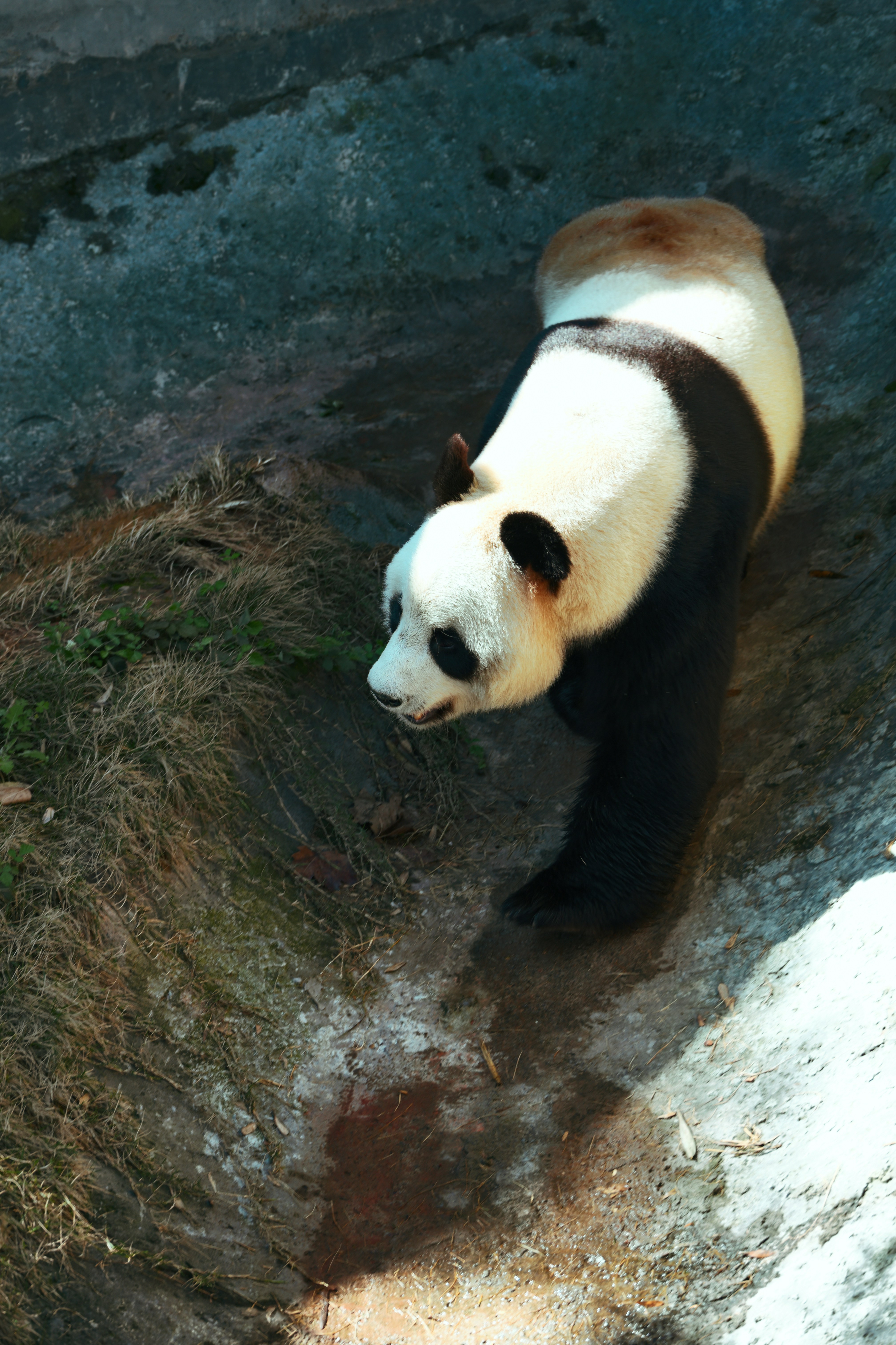 Panda Trek: A Quiet Climb Through a Stone Chasm